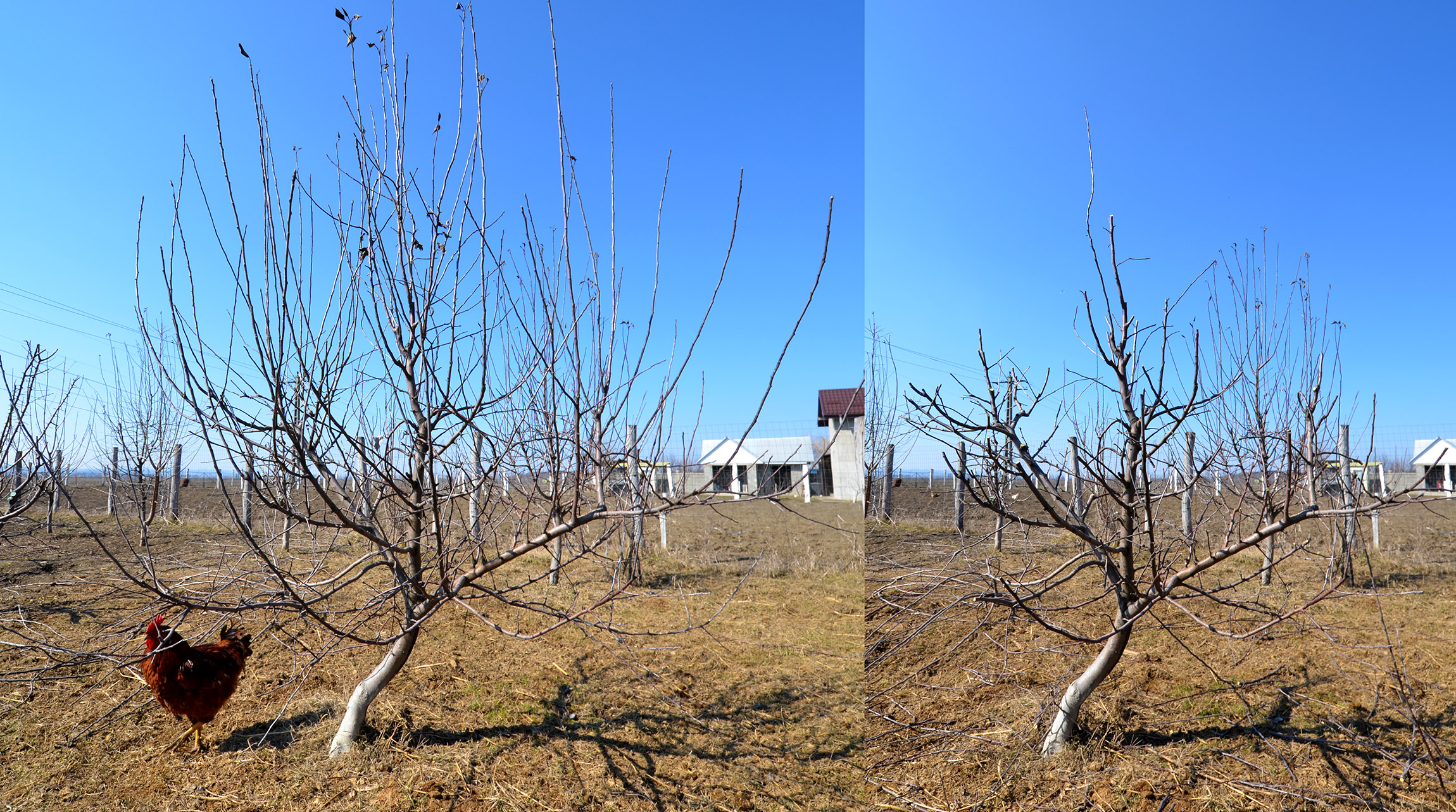 Imagini comparative cu meri, înainte și după tăieri | Paradis Verde