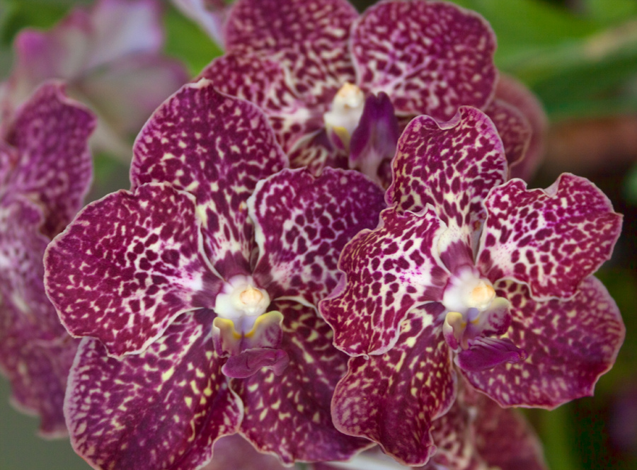 Vanda | Paradis Verde