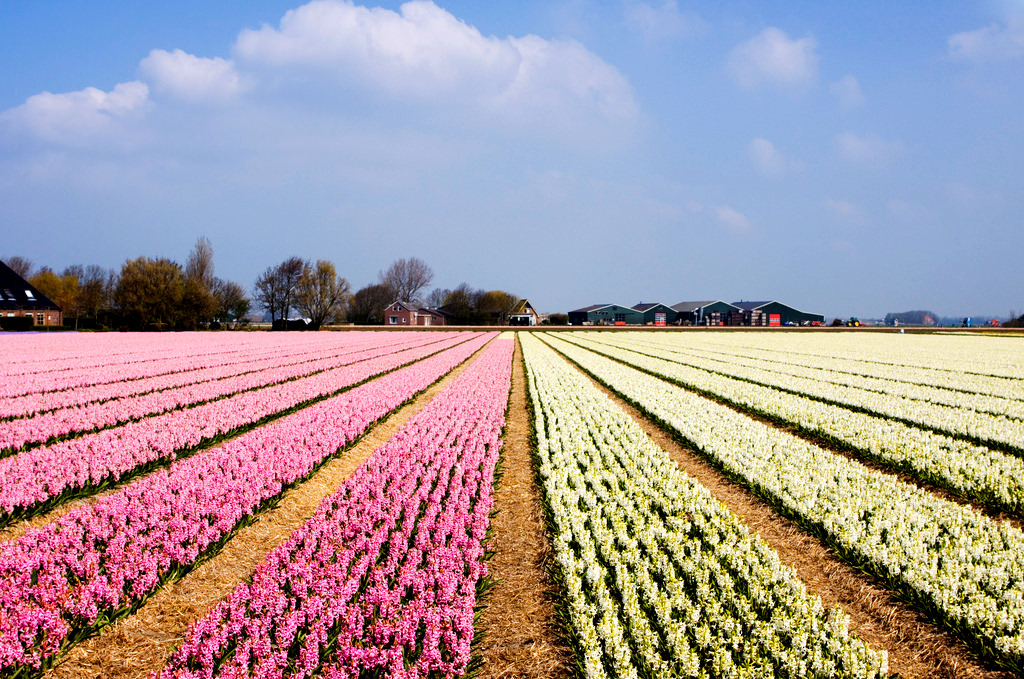 Zambilă (Hiacint) | Paradis Verde