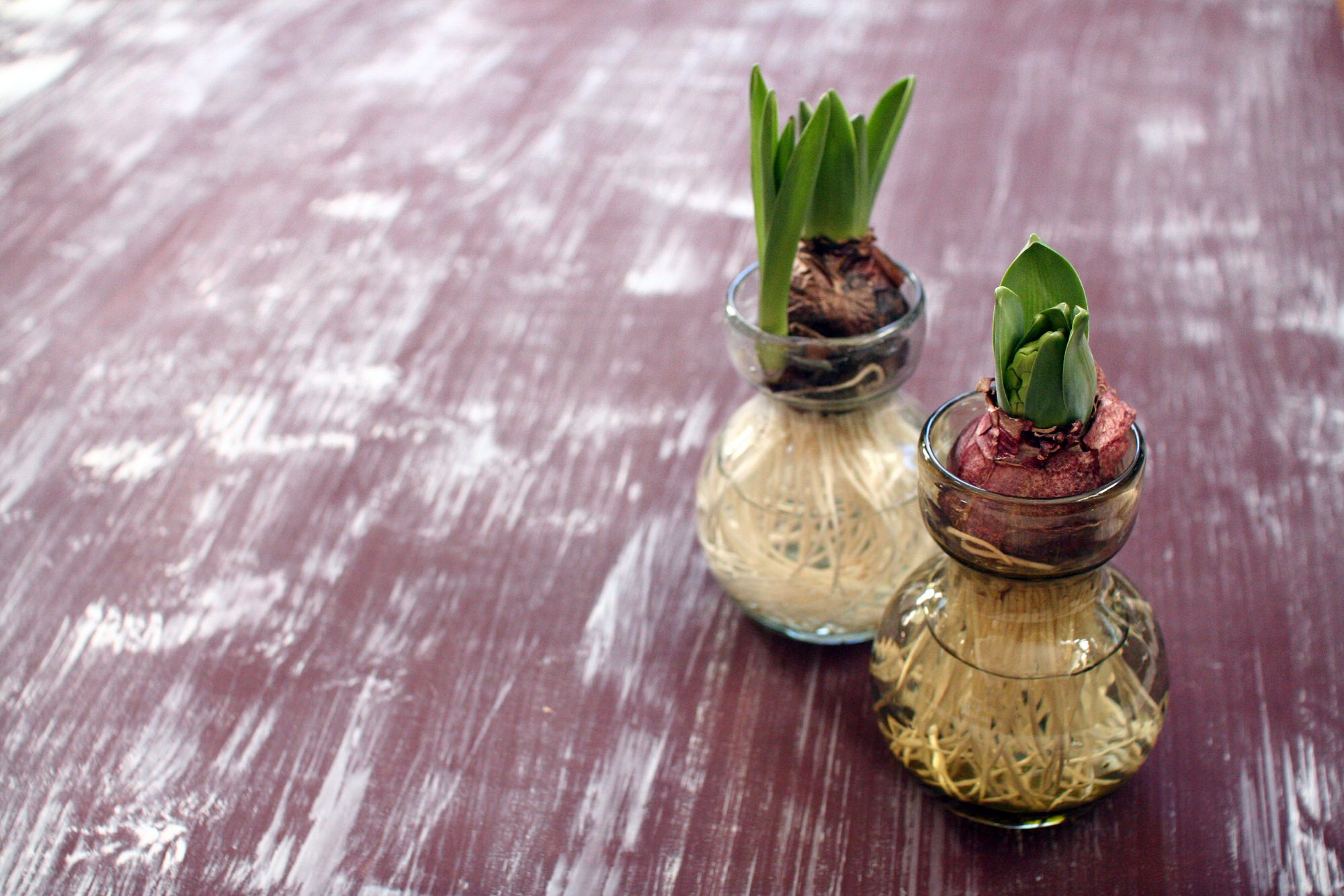 Zambilă (Hiacint) | Paradis Verde