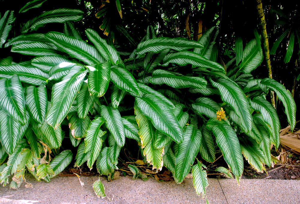 Planta - păun (Calatea) | Paradis Verde