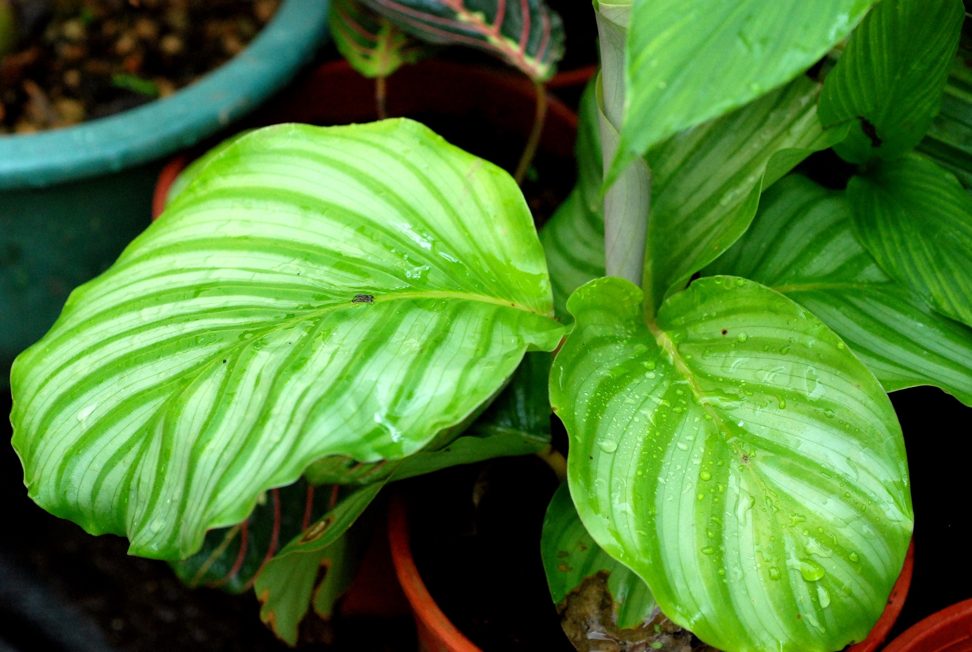 Planta - păun (Calatea) | Paradis Verde