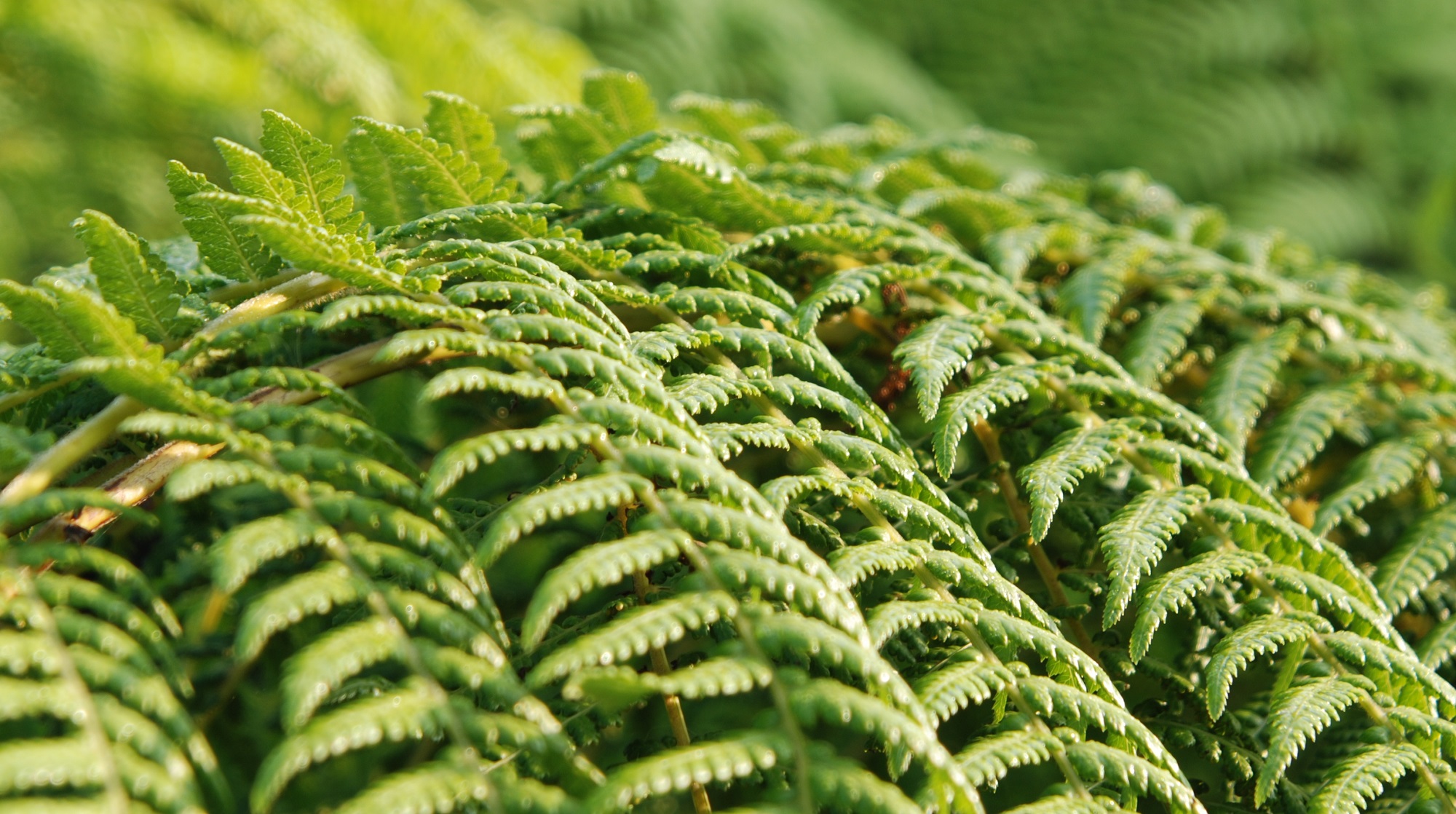 Ferigă arborescentă | Paradis Verde