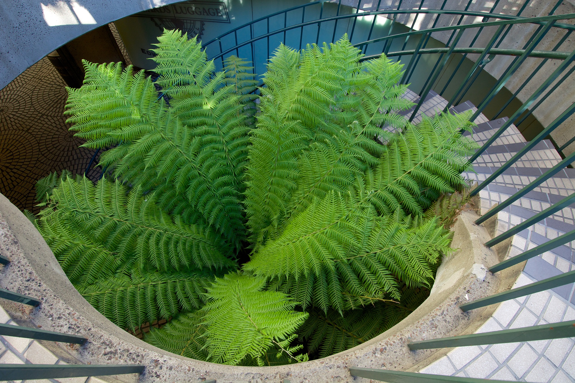 Ferigă arborescentă | Paradis Verde