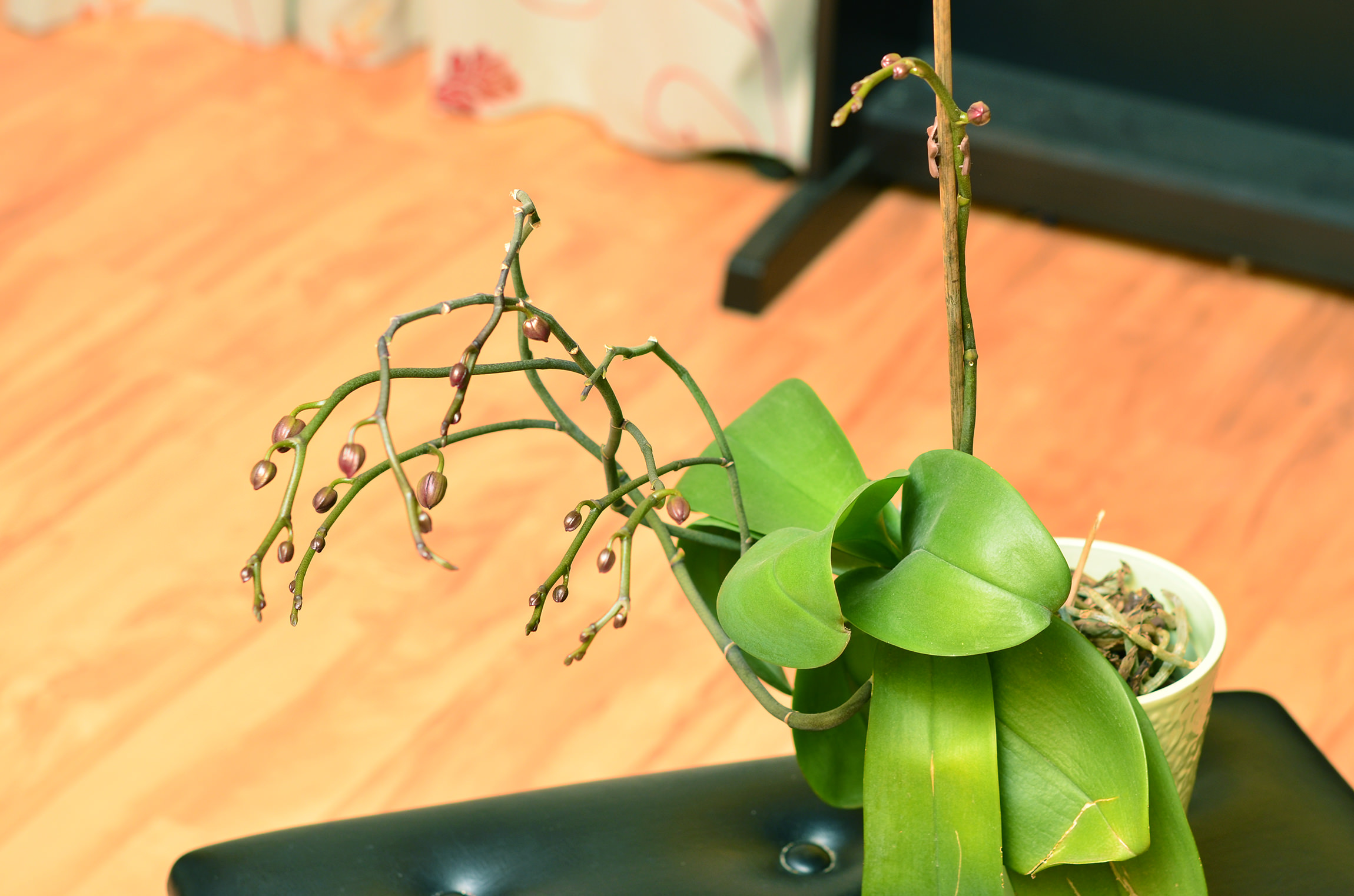 E posibilă o nouă înflorire la orhidee, pe aceeași tijă? | Paradis Verde