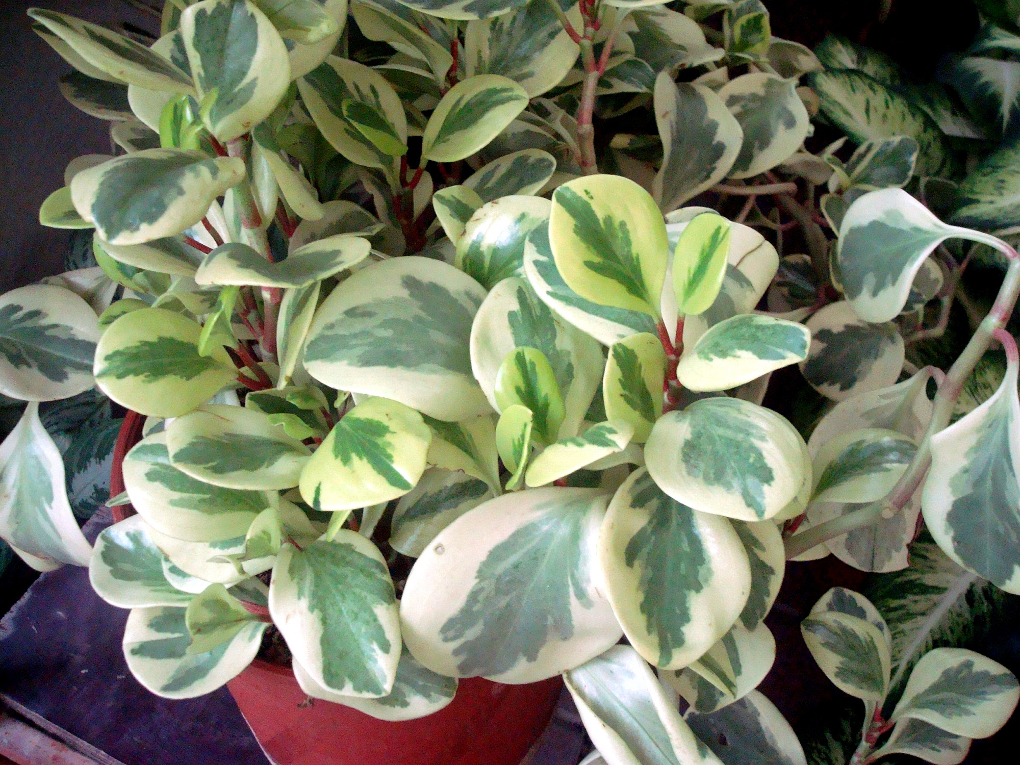 Peperomia | Paradis Verde