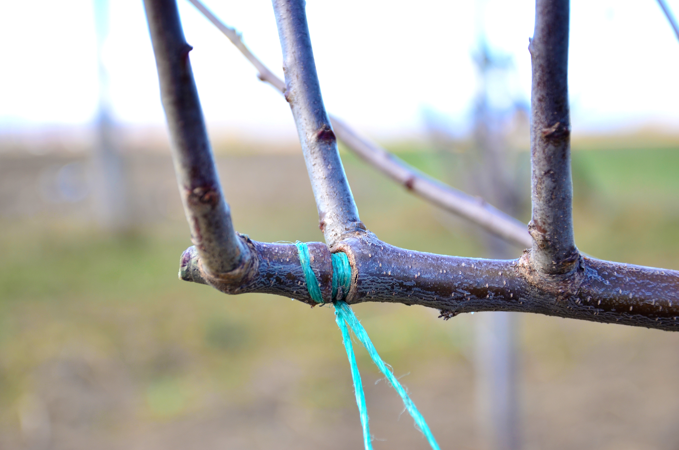 Iată cum dăunează pomului o legătură strânsă și uitată | Paradis Verde