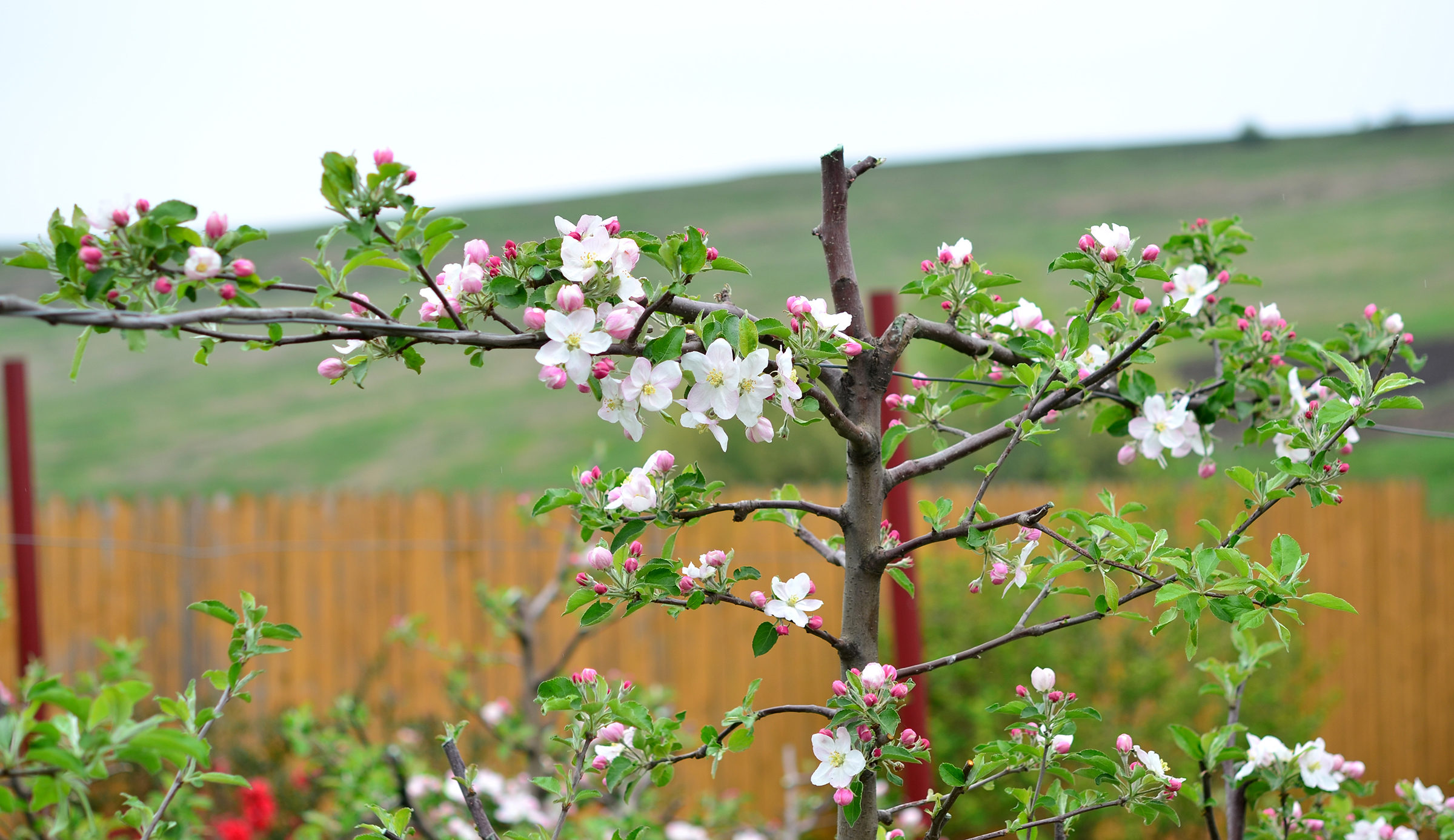 Cum distingeți mugurii de rod la măr (cu o explicație în plus ...