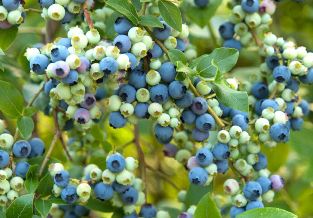 Afinul, aliment și medicament | Paradis Verde