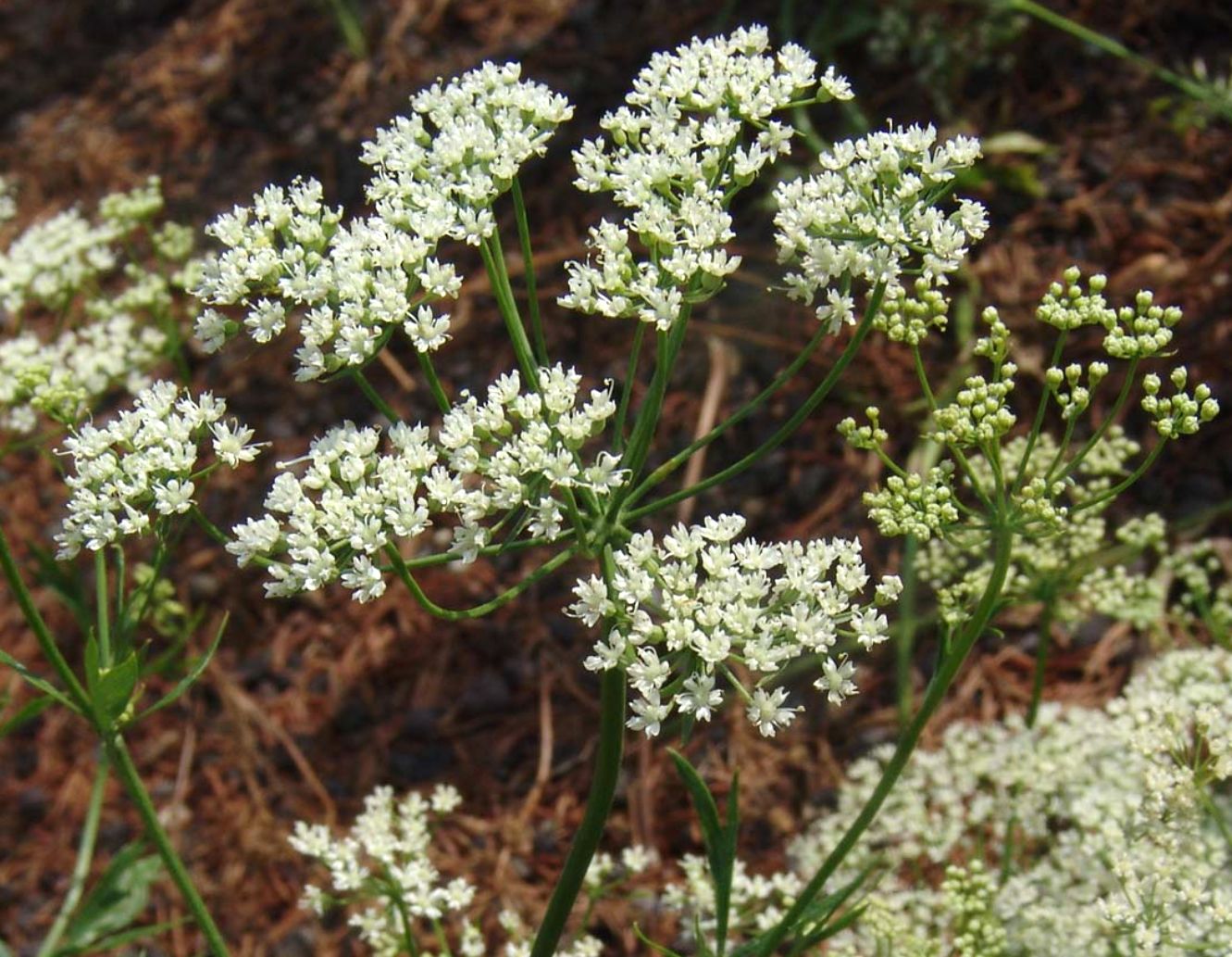 Beneficiile pentru sănătate ale anasonului | Paradis Verde