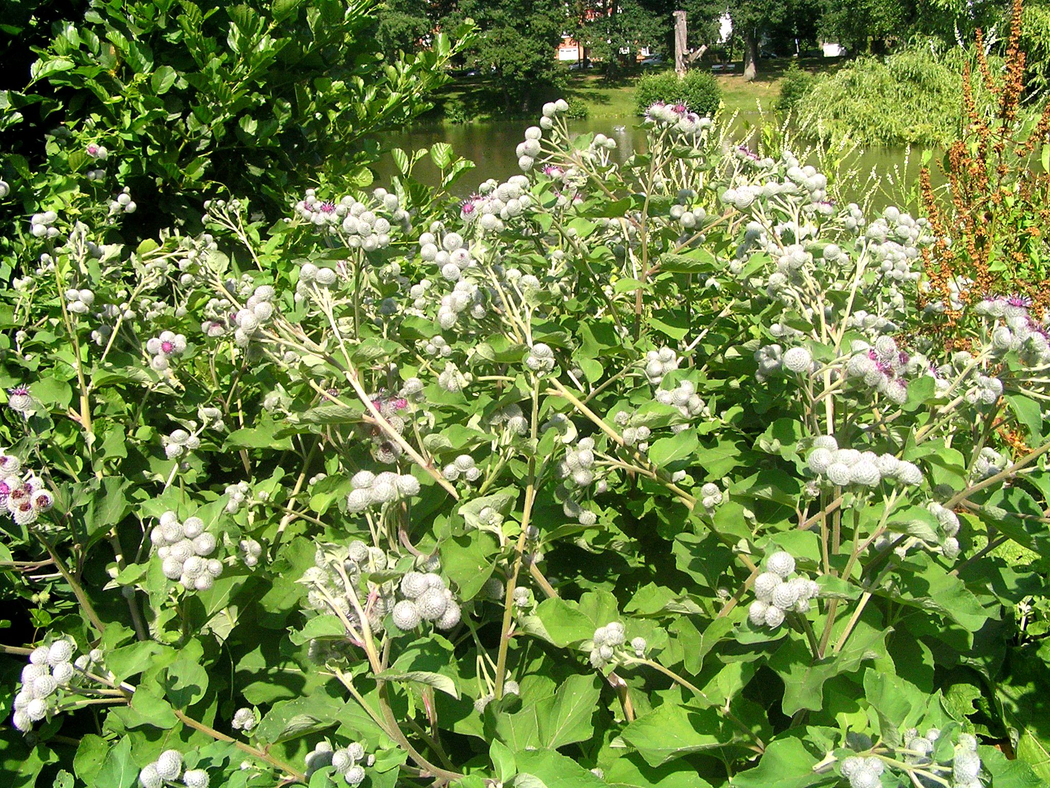 Pentru ce afecțiuni vă puteți baza pe brusture | Paradis Verde