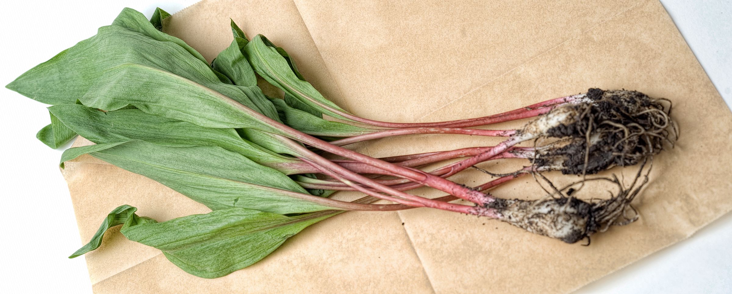 Leurda, energizant și purificator al sângelui | Paradis Verde