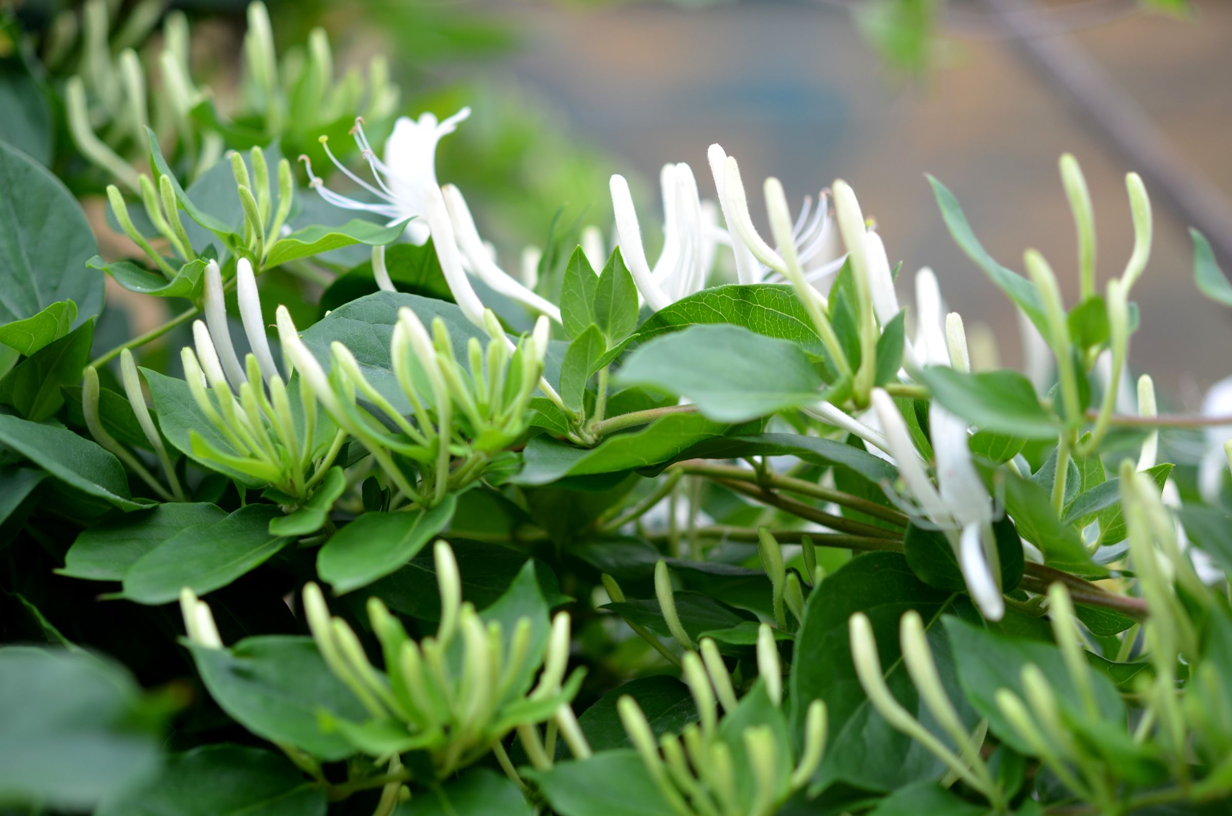 Caprifoiul: flori frumoase, parfumate și de leac | Paradis Verde