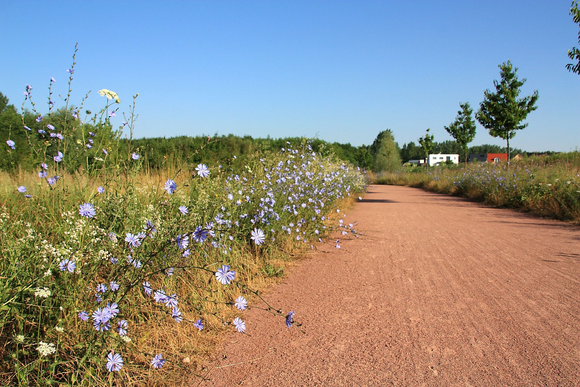 Cicoarea, frumusețea albastră și tămăduitoare de la marginea drumului ...