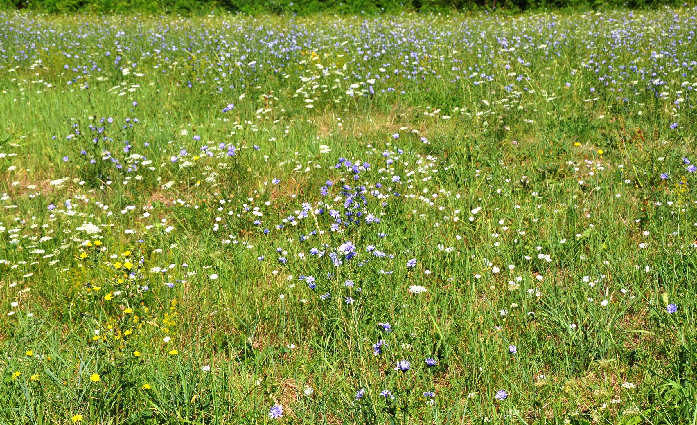 Cicoarea, frumusețea albastră și tămăduitoare de la marginea drumului ...