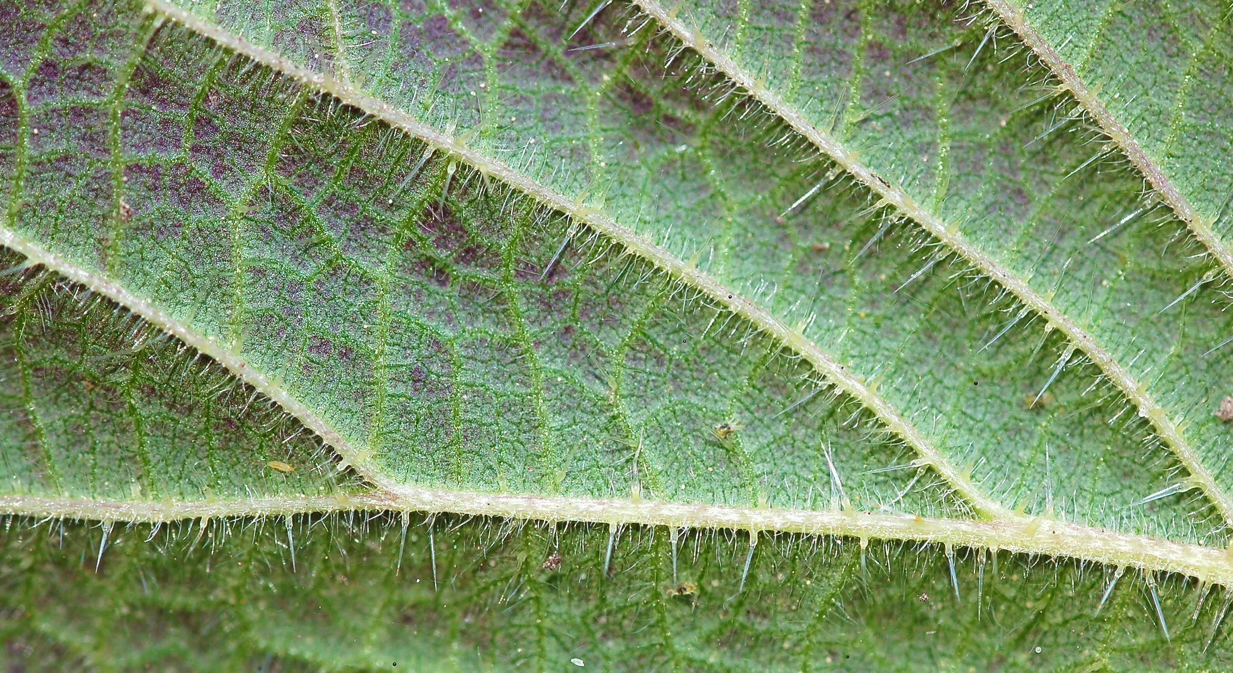 Urzica, regina plantelor detoxifiante | Paradis Verde