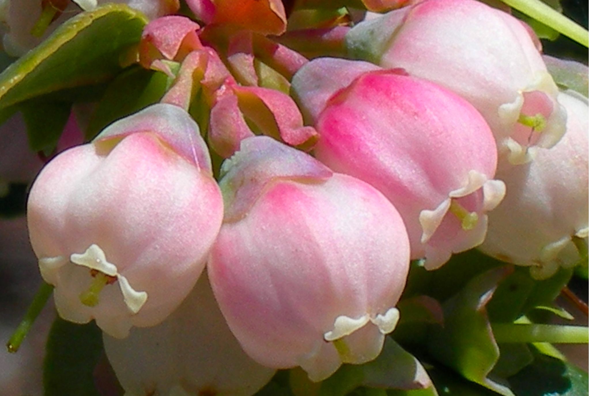 Afinul, aliment și medicament | Paradis Verde