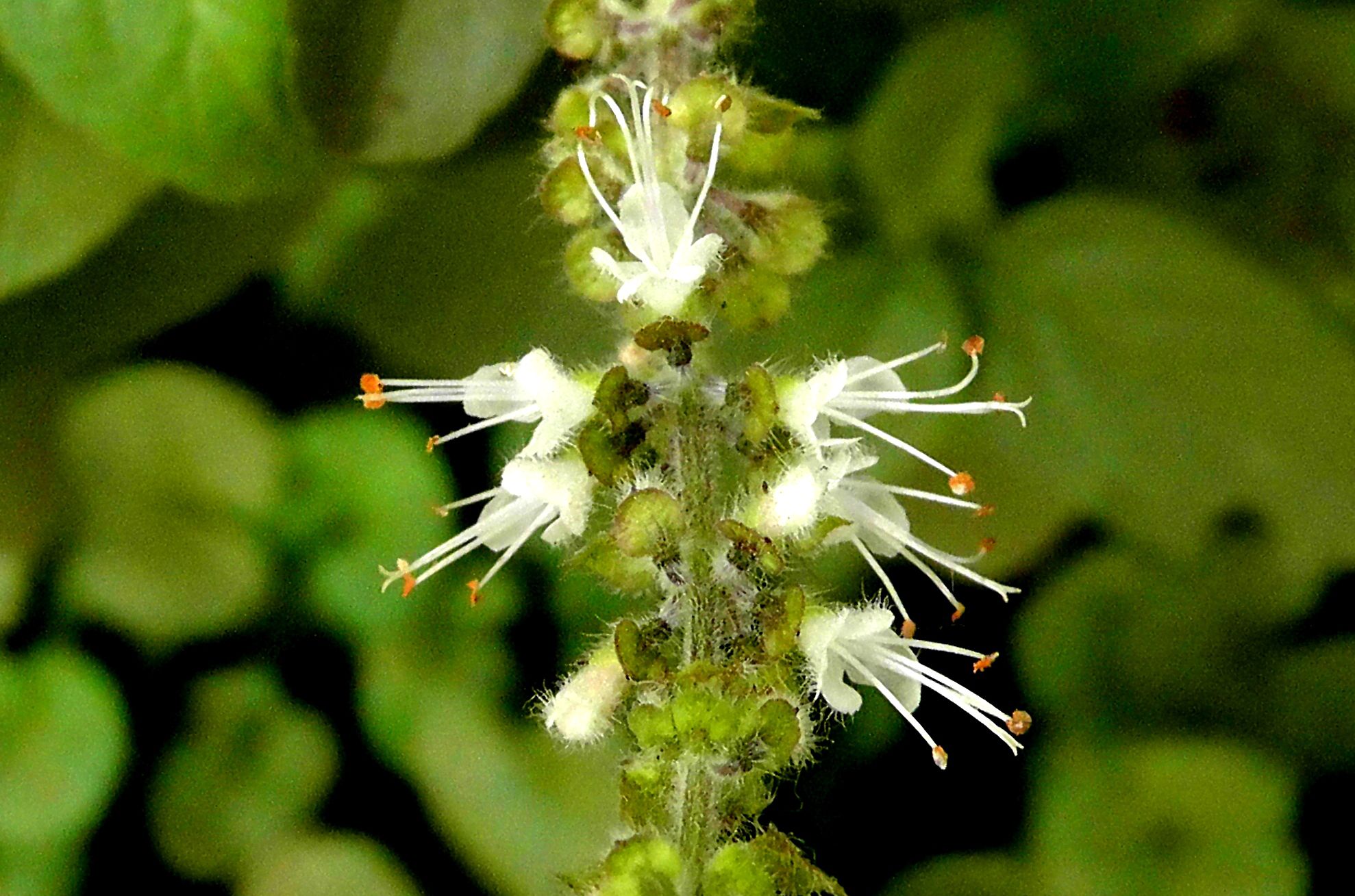 Busuiocul din sfeștoc, plantă de leac și condiment delicios | Paradis Verde