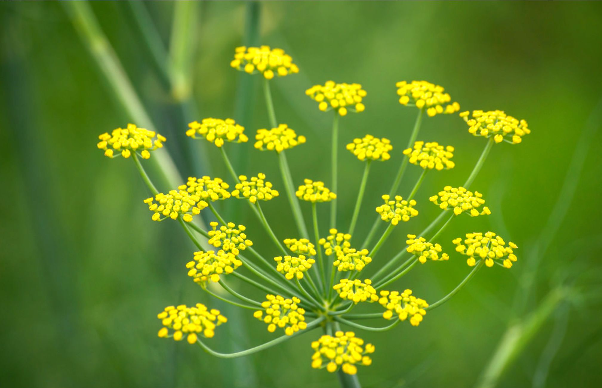 Feniculul, antiastmatic și prieten al stomacului | Paradis Verde