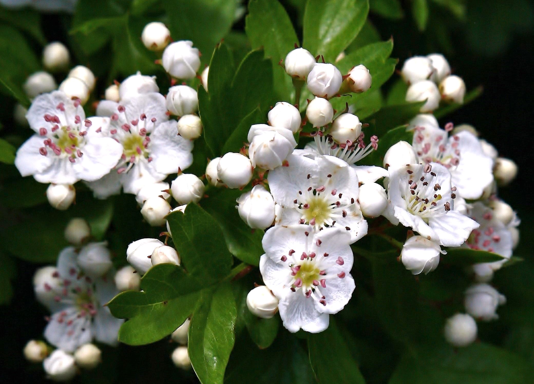 Păducelul, cel mai bun prieten al inimii | Paradis Verde