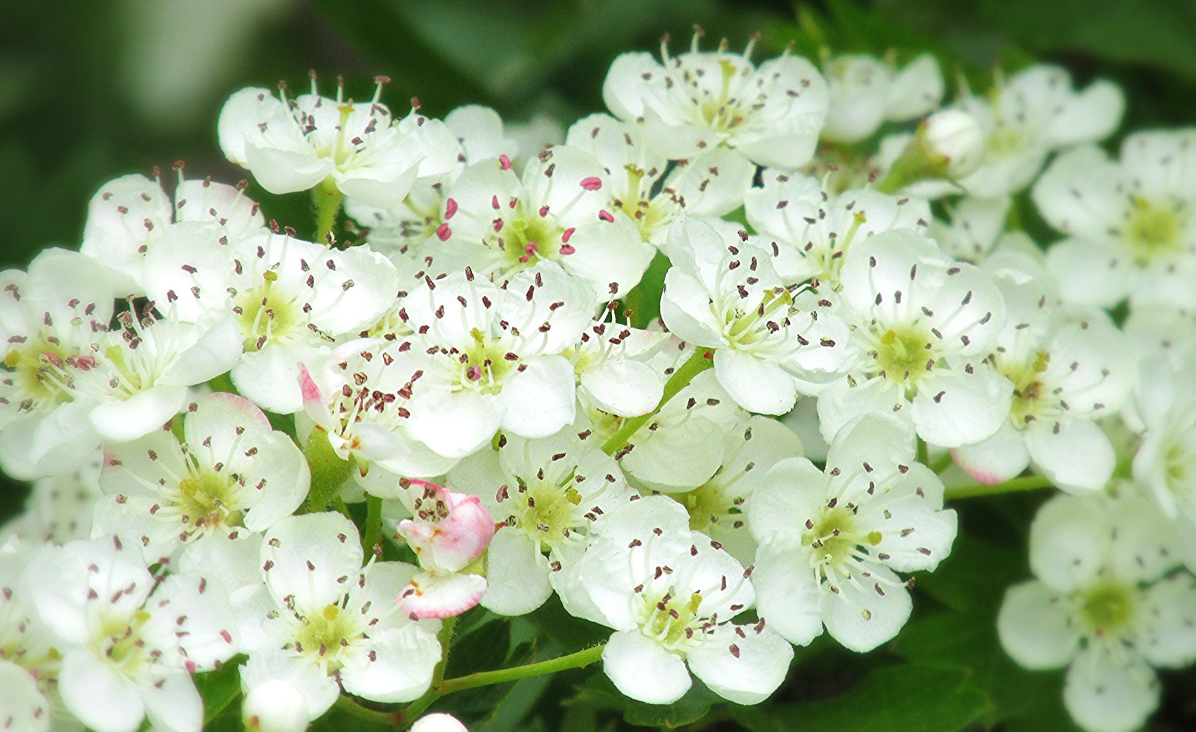 Păducelul, cel mai bun prieten al inimii | Paradis Verde