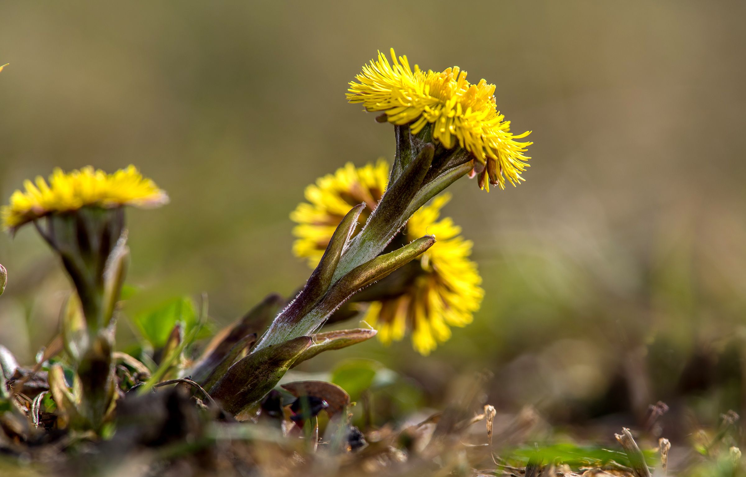 Podbalul, buruiana tămăduitoare din râpe | Paradis Verde
