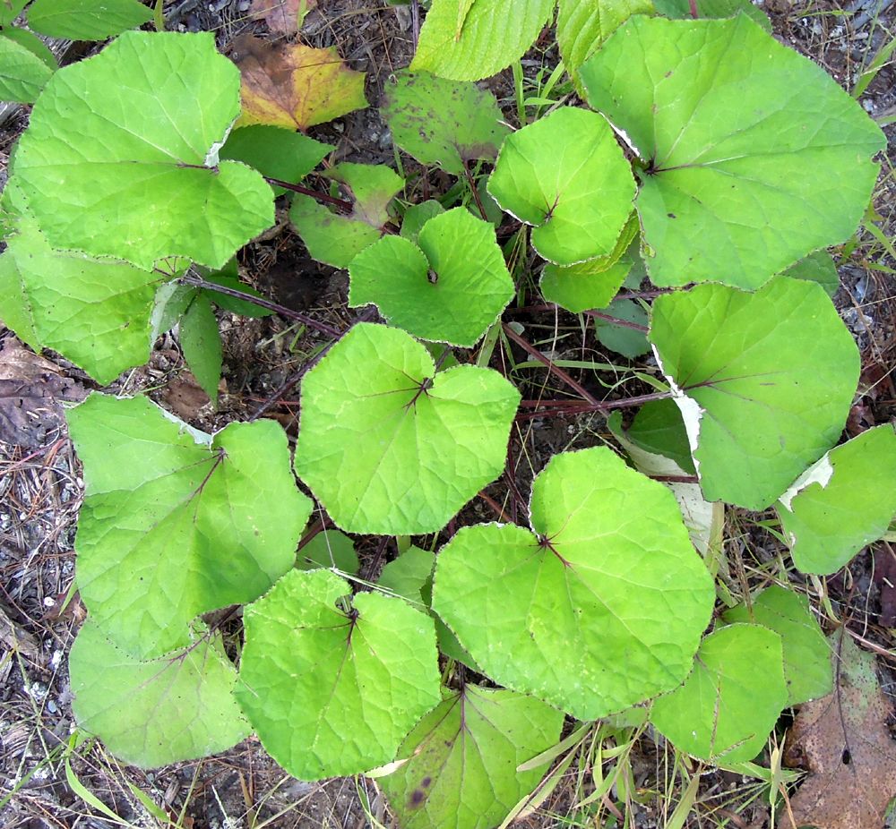 Podbalul, buruiana tămăduitoare din râpe | Paradis Verde