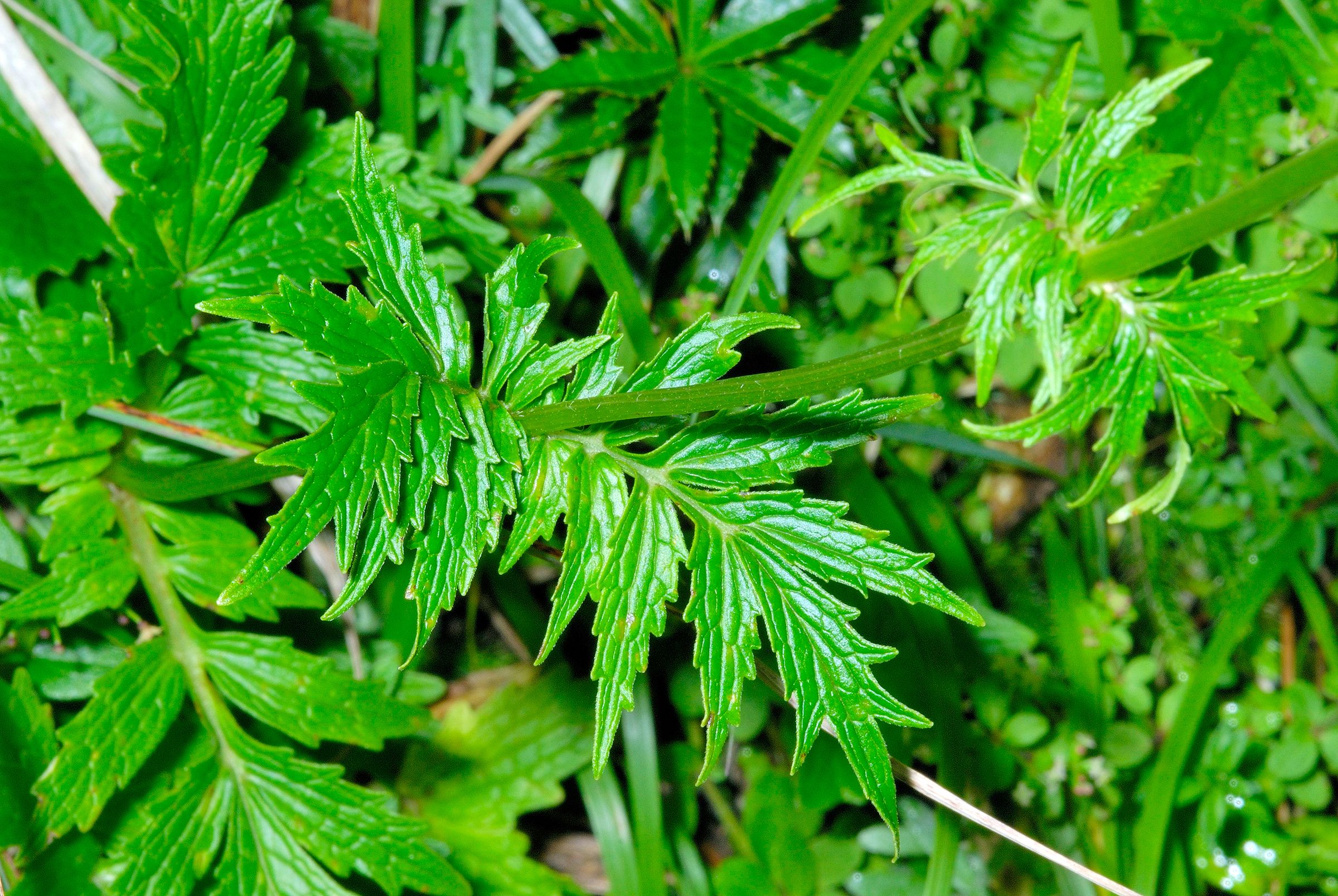 Valeriana, buruiana antistres | Paradis Verde