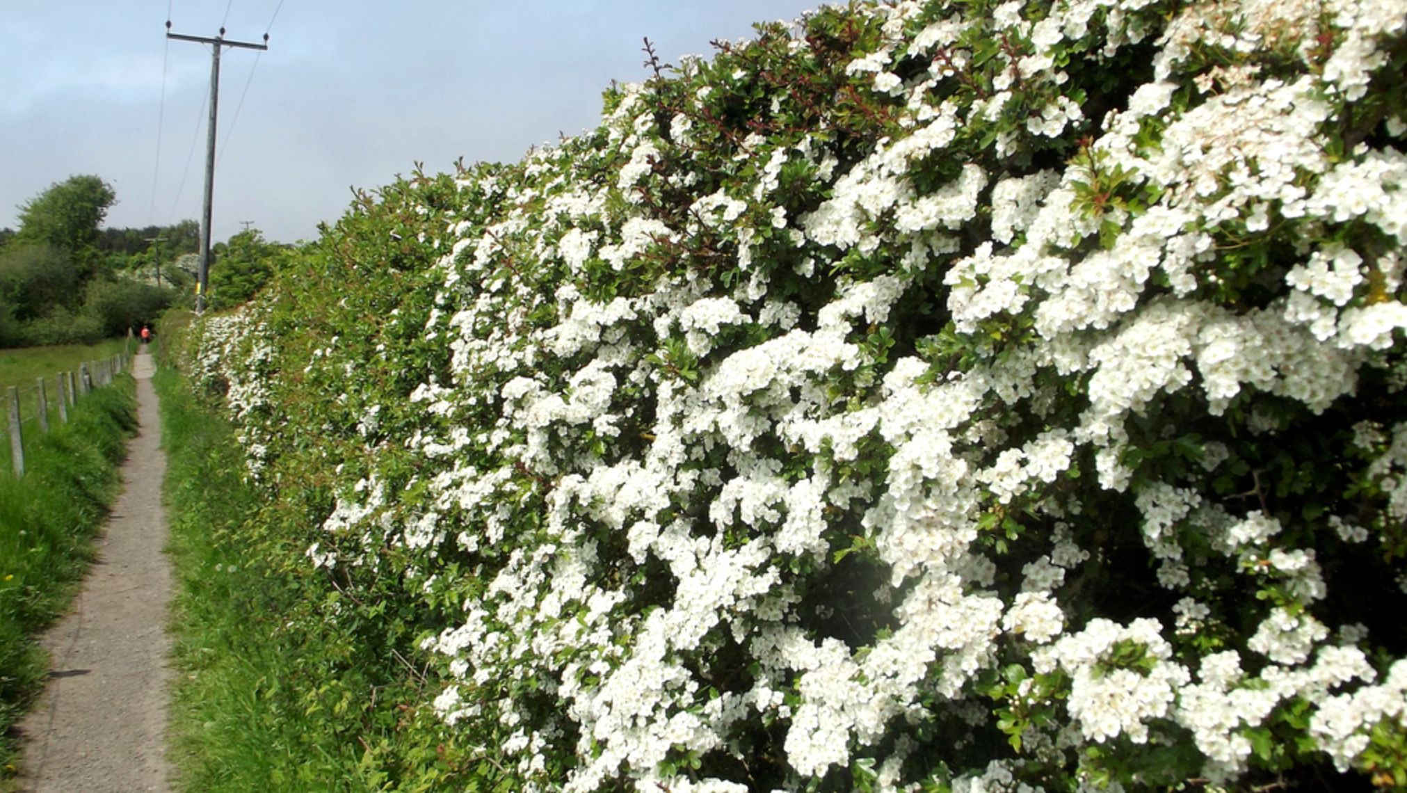 Păducelul, cel mai bun prieten al inimii | Paradis Verde