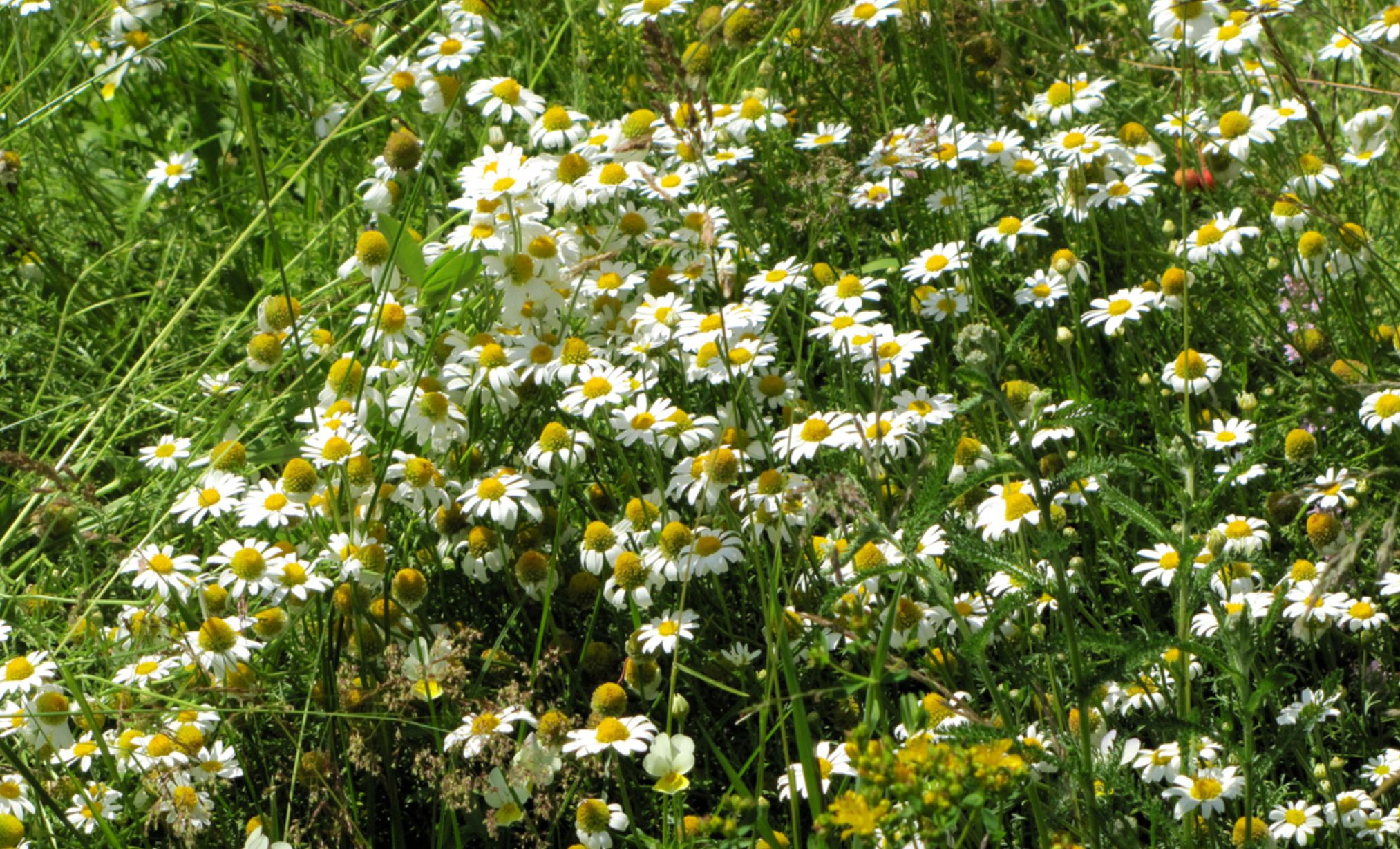 Mușețelul, leacul pentru orice boală | Paradis Verde