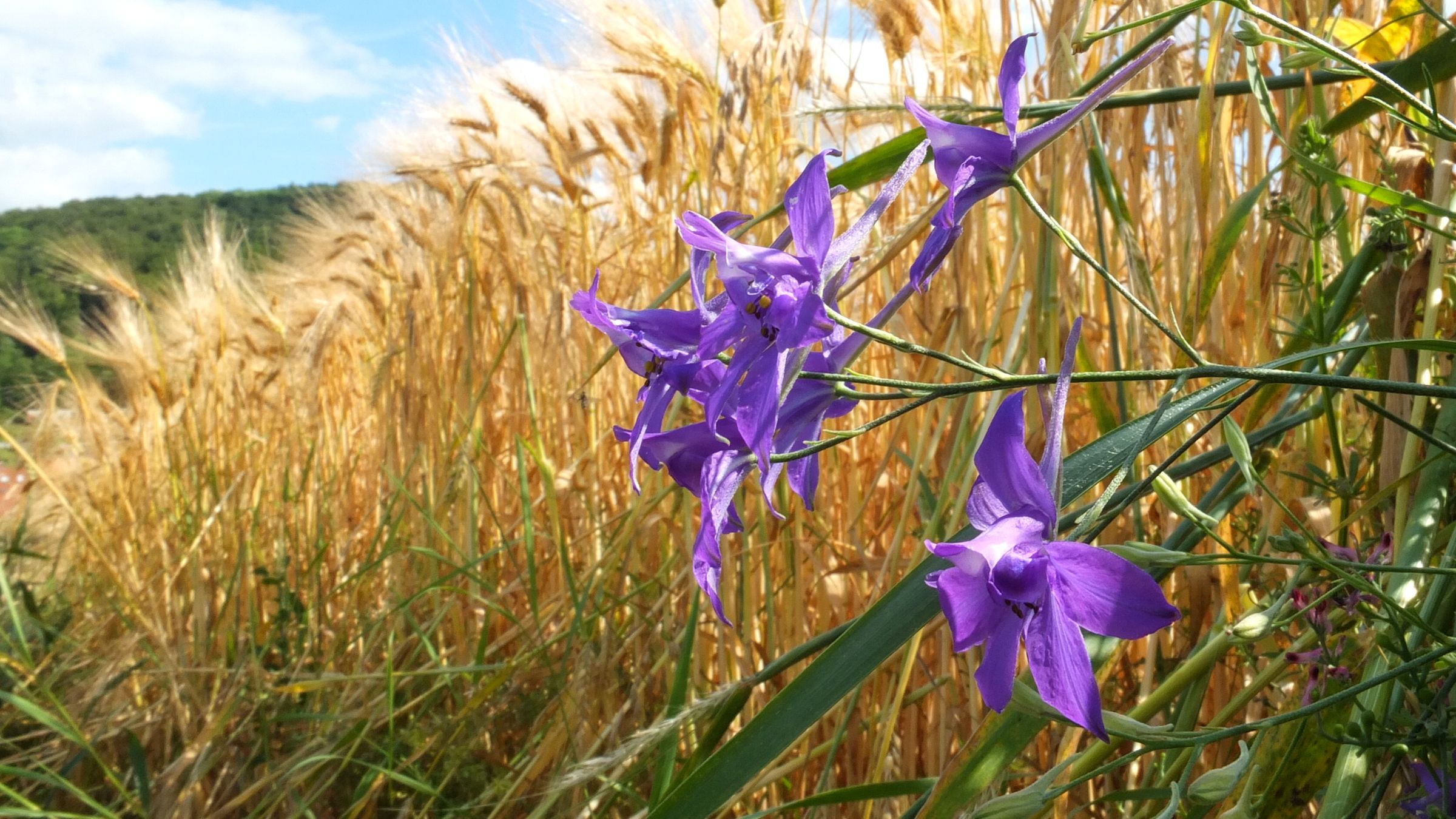 Nemțișorul: buruiană de leac, insecticid bio și colorant natural ...