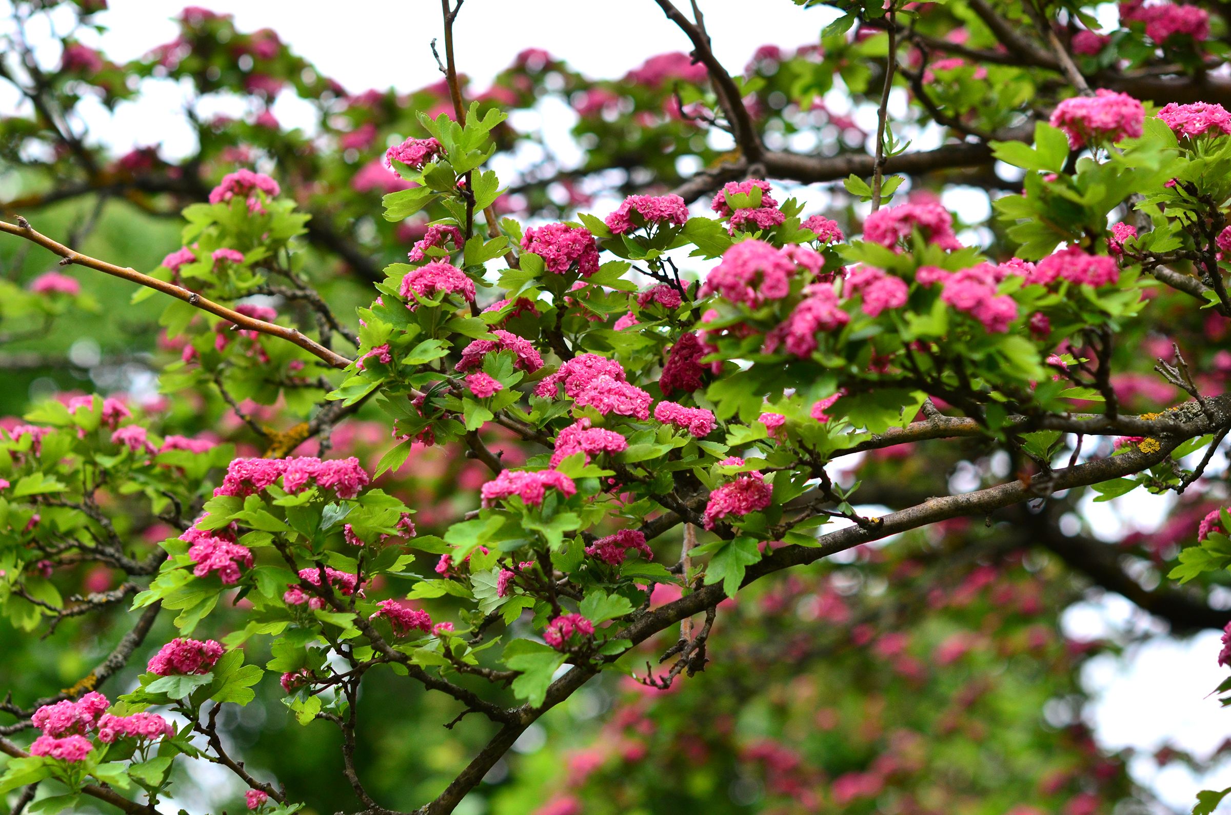 Păducelul, cel mai bun prieten al inimii | Paradis Verde