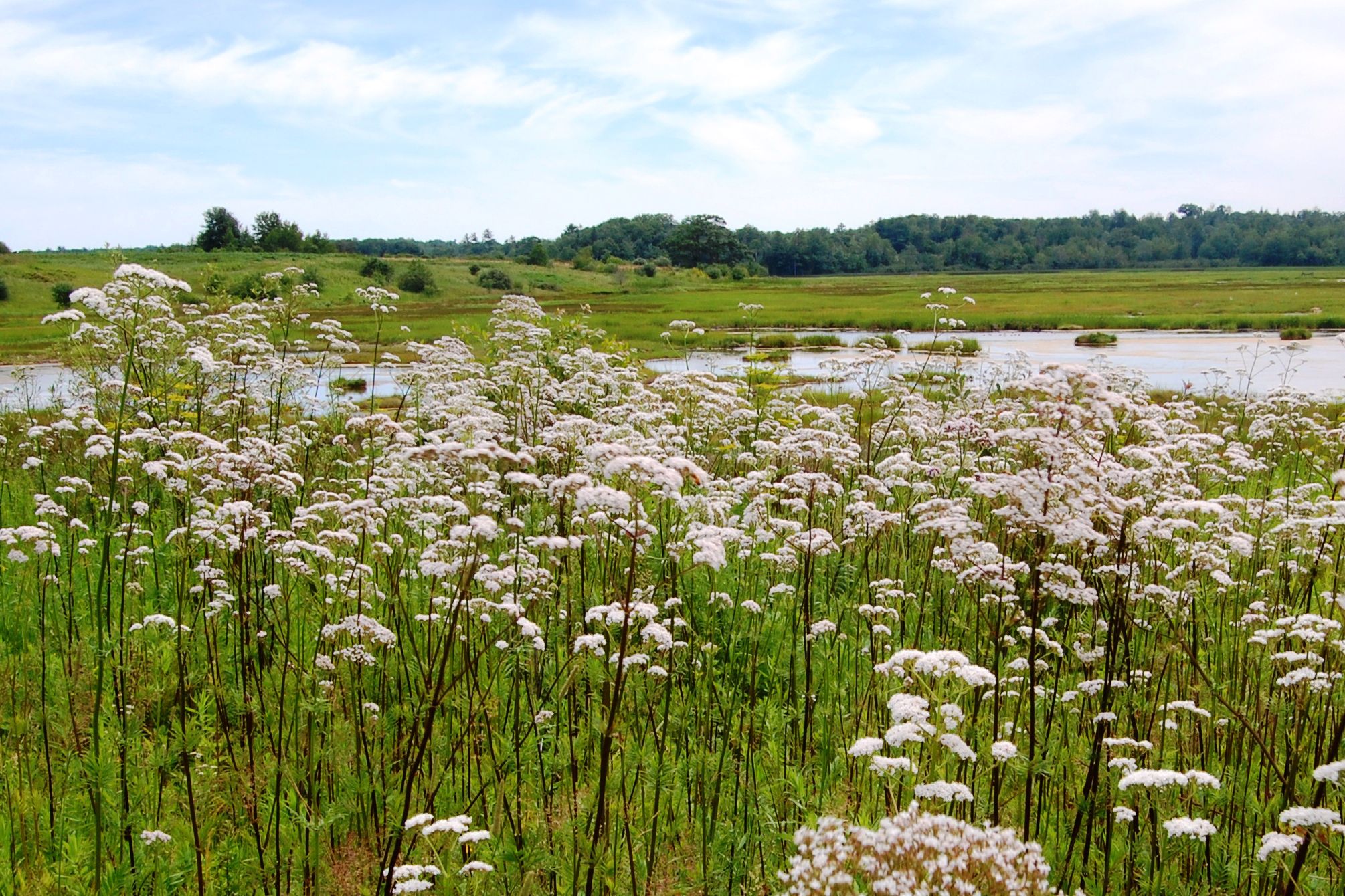 Valeriana, buruiana antistres | Paradis Verde