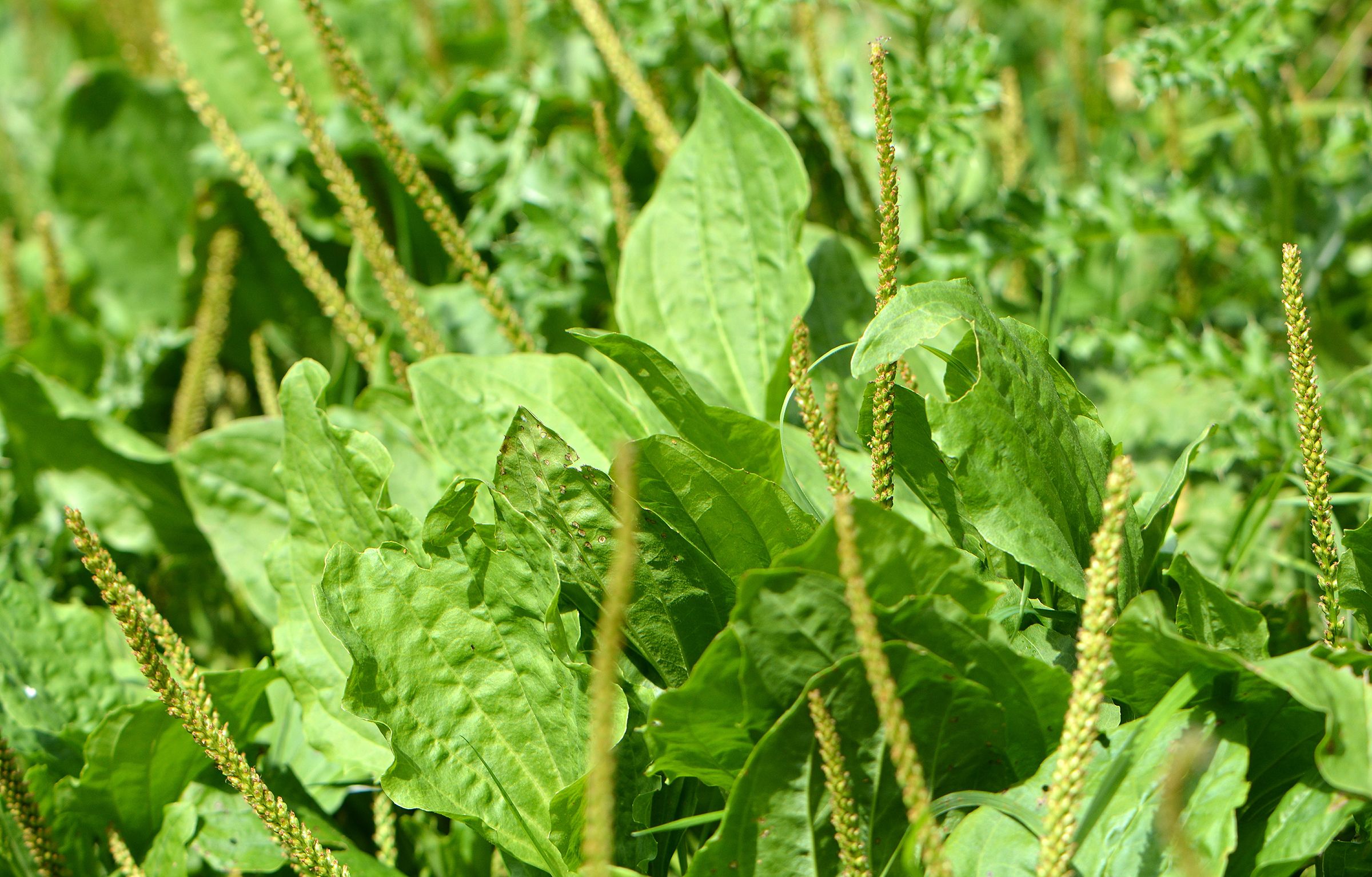 Când se recoltează și la ce folosește pătlagina | Paradis Verde