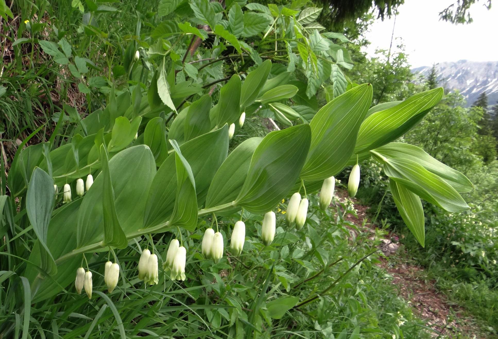 La ce sunt bune fructele și rizomii plantei Pecetea-lui-Solomon ...