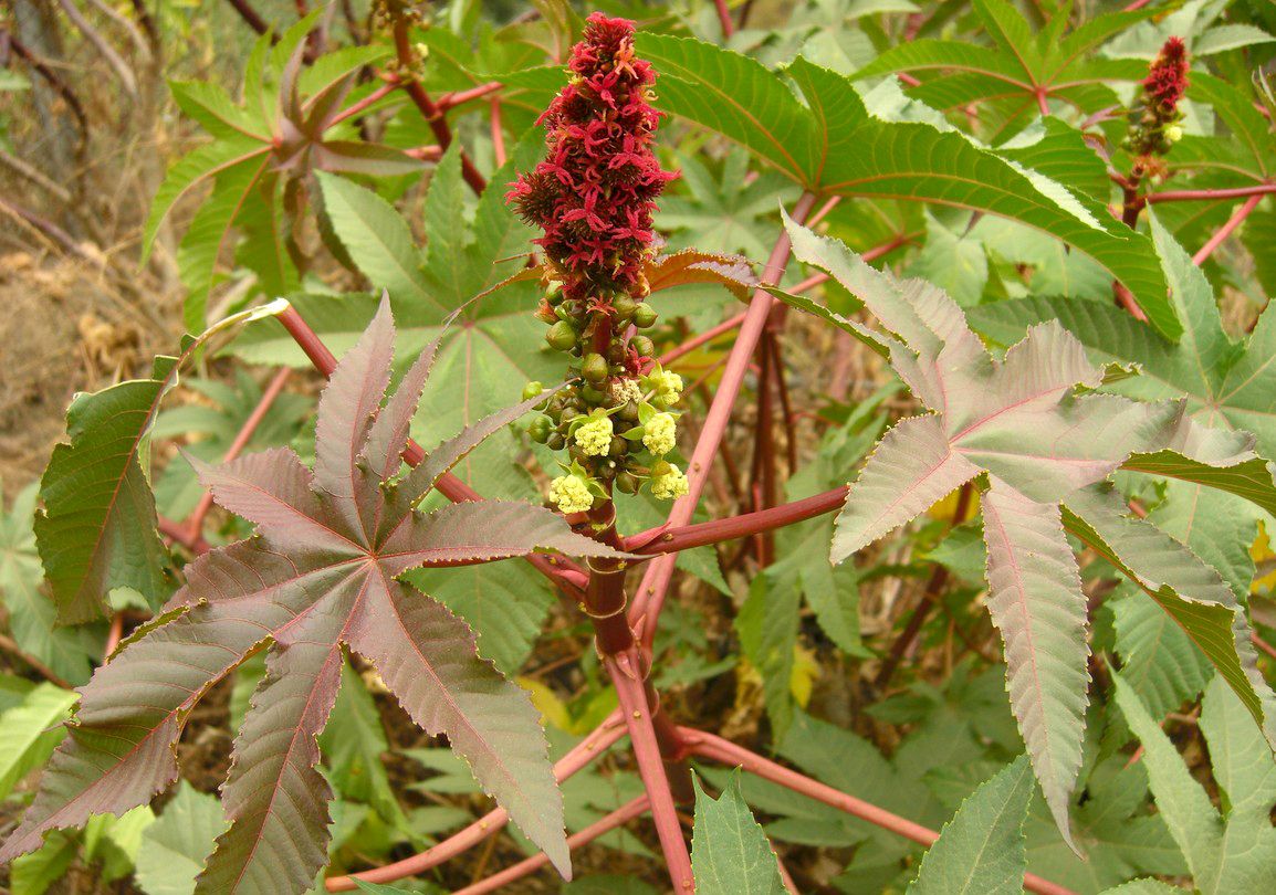 Proprietățile tămăduitoare ale ricinului. Interzis copiilor și ...