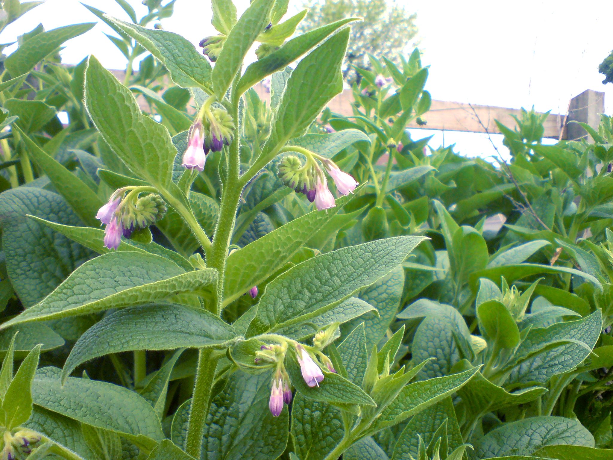 Tătăneasa, o plantă medicinală care trebuie cunoscută | Paradis Verde