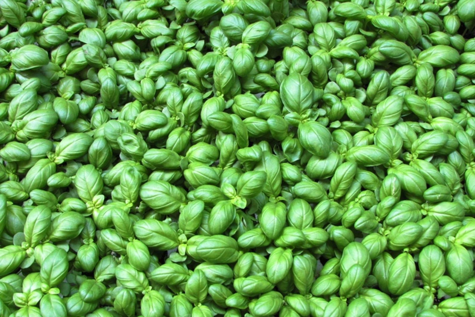 Busuiocul din sfeștoc, plantă de leac și condiment delicios | Paradis Verde