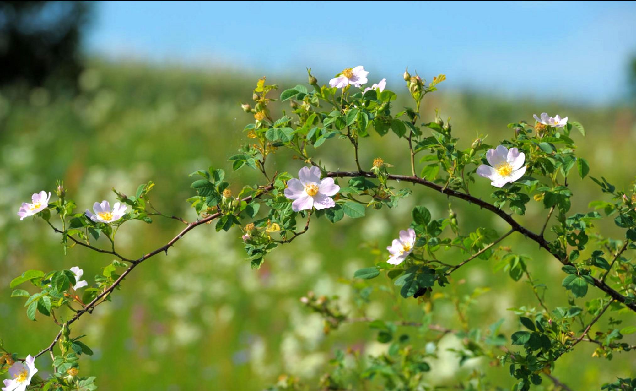 Măceșul, arbustul stării de bine | Paradis Verde