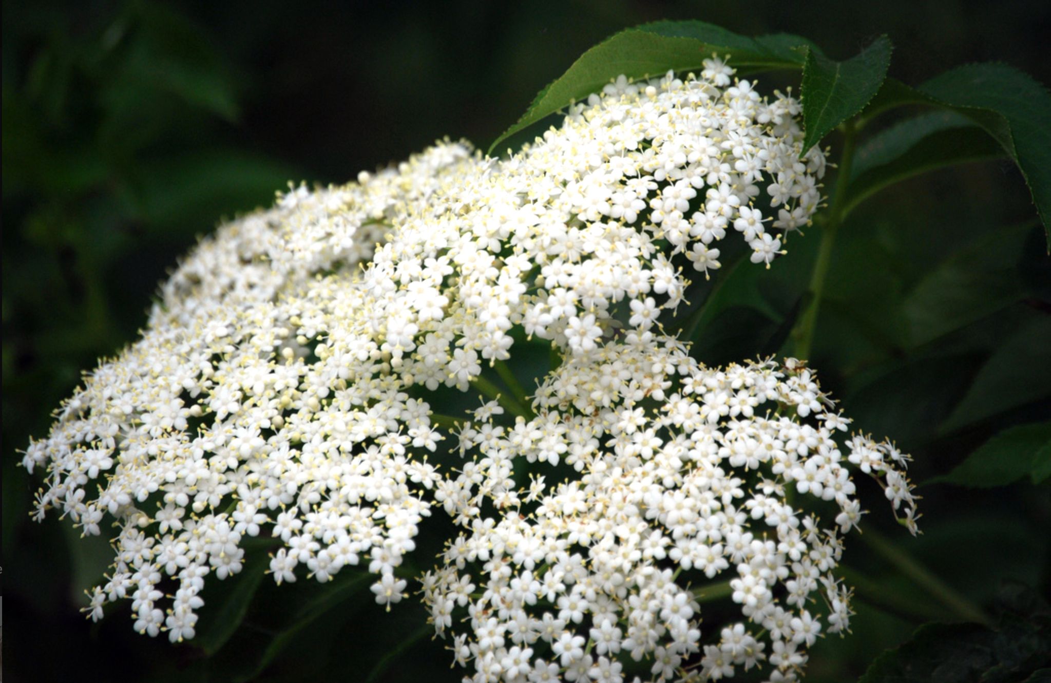 Socul: leacuri, socată, lichior, vin, dulceață | Paradis Verde