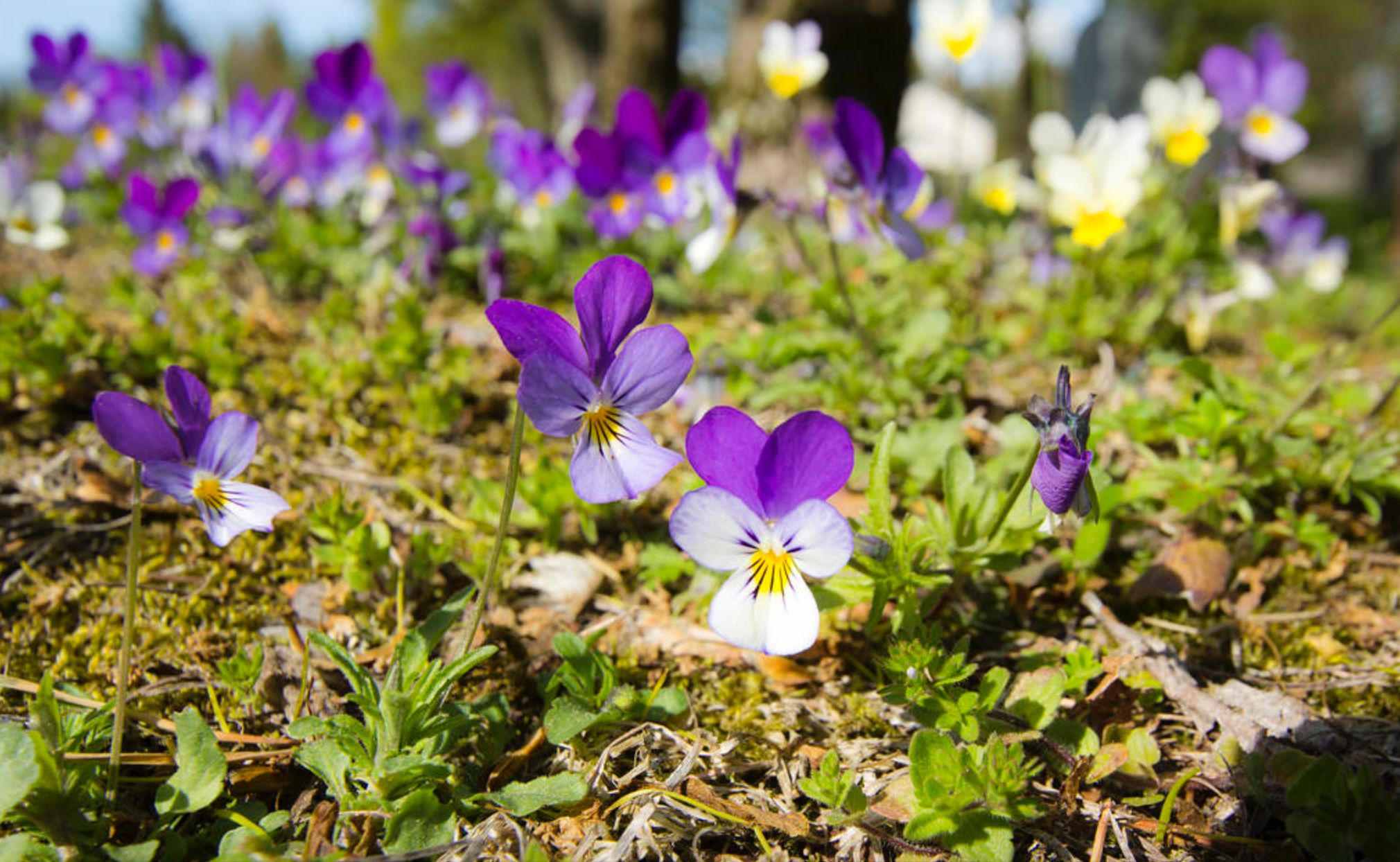 Cine s-ar fi gândit ce plante medicinale valoroase sunt toporașii (trei ...