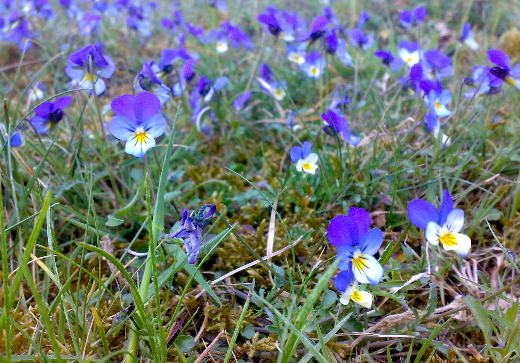 Cine s-ar fi gândit ce plante medicinale valoroase sunt toporașii (trei ...