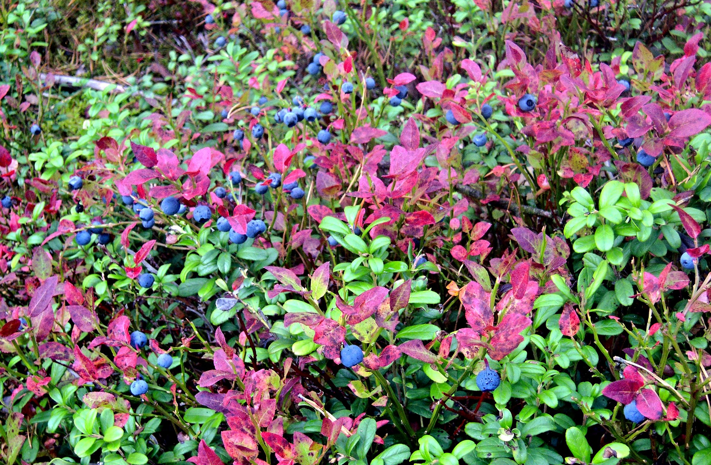 Afinul, aliment și medicament | Paradis Verde