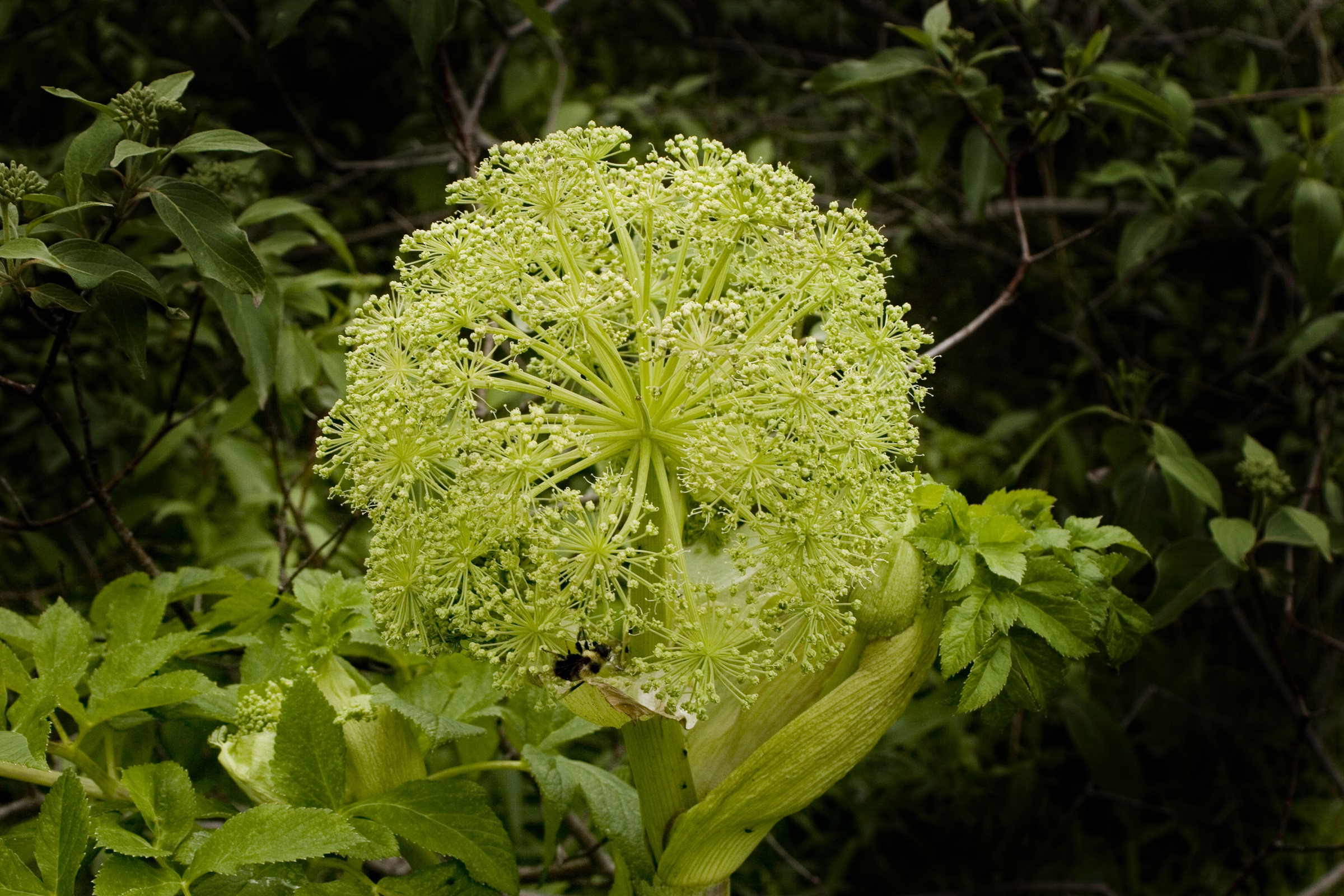 Angelica, planta comparabilă cu ginseng-ul | Paradis Verde