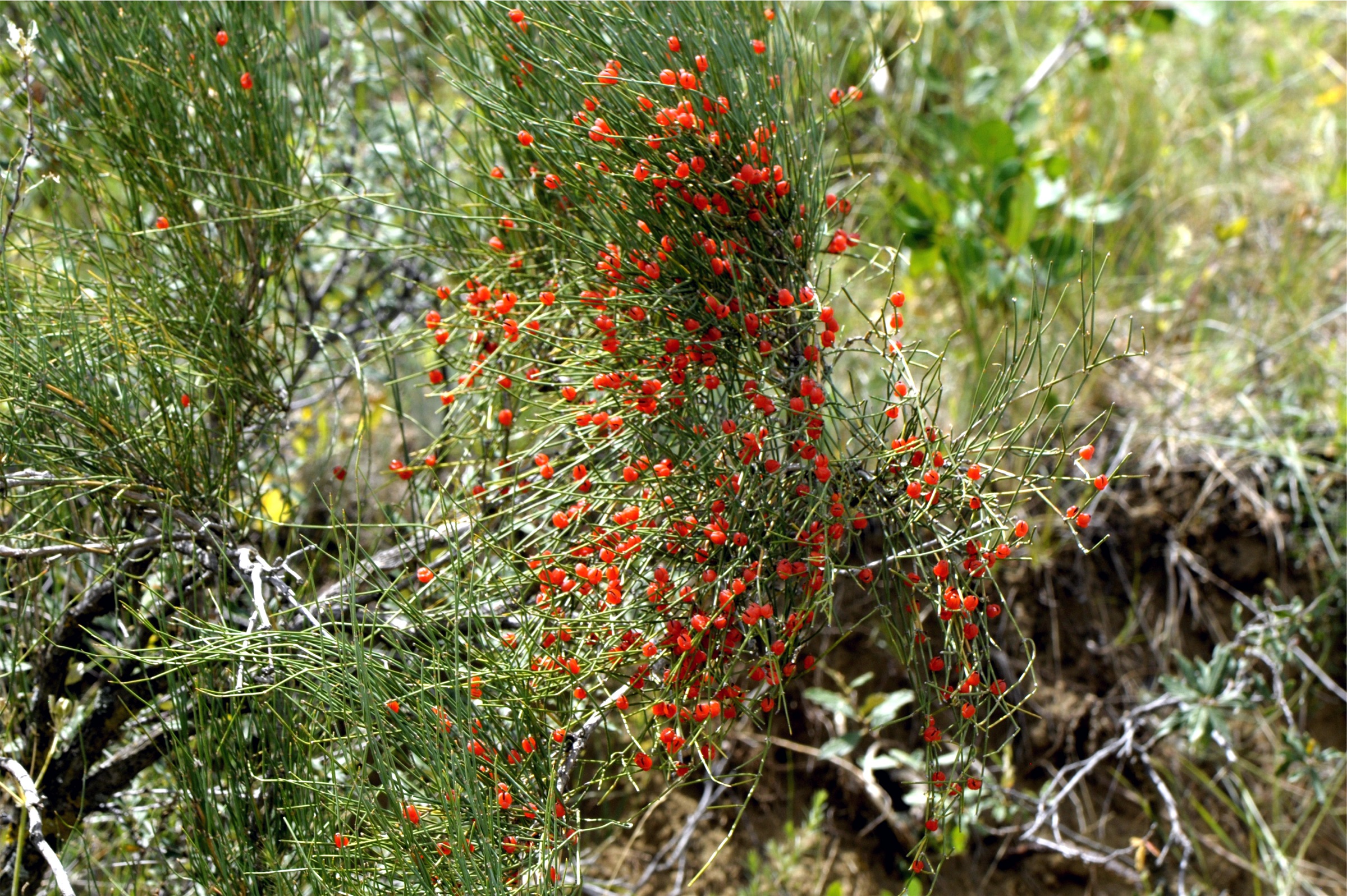 Cârcelul - bronhodilatator, antialergic și tonifiant cardiac | Paradis ...