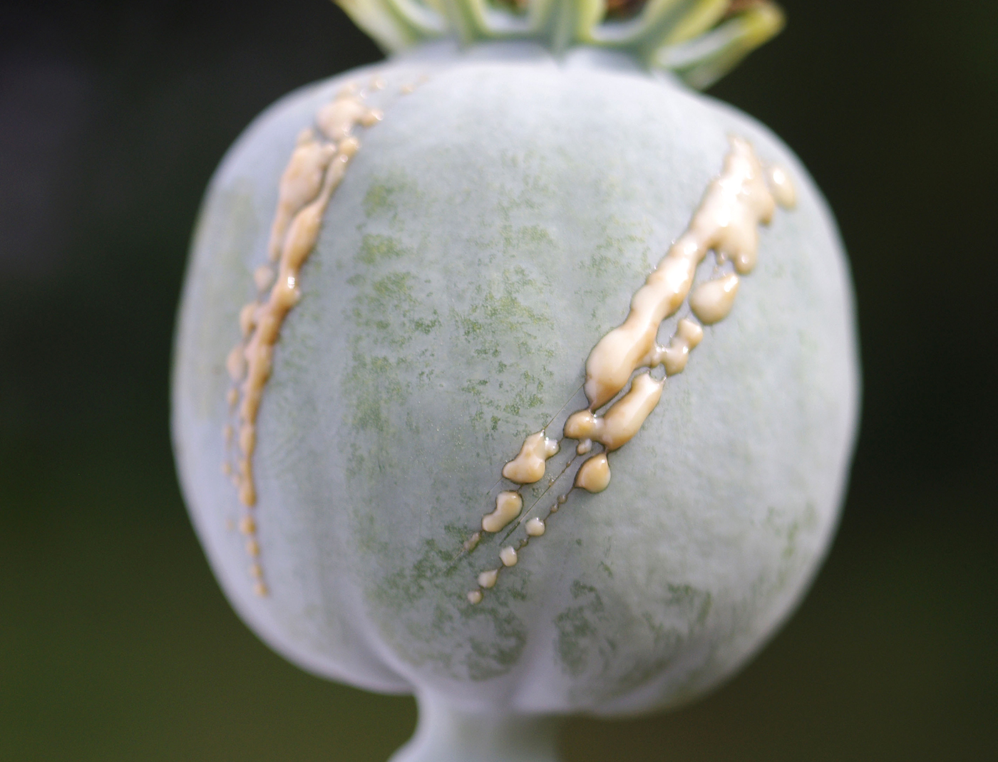 Macul, calmantul natural din grădină | Paradis Verde