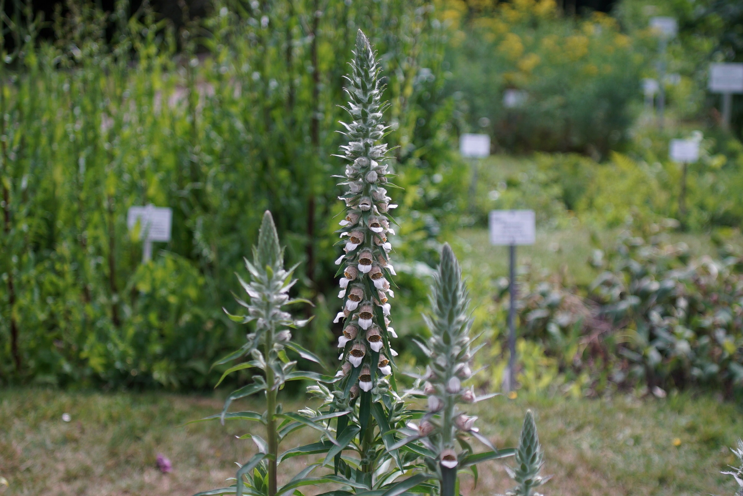 În ce boli de inimă poate fi utilizat degețelul | Paradis Verde