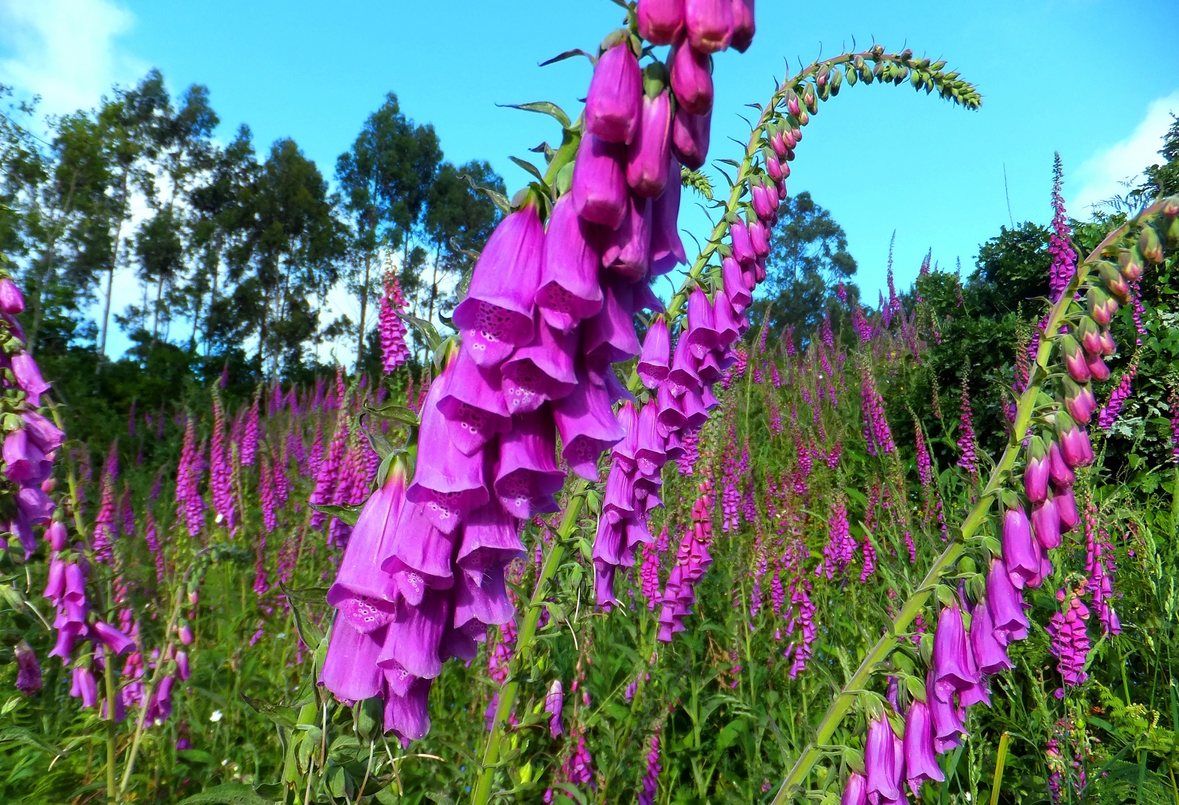În ce boli de inimă poate fi utilizat degețelul | Paradis Verde