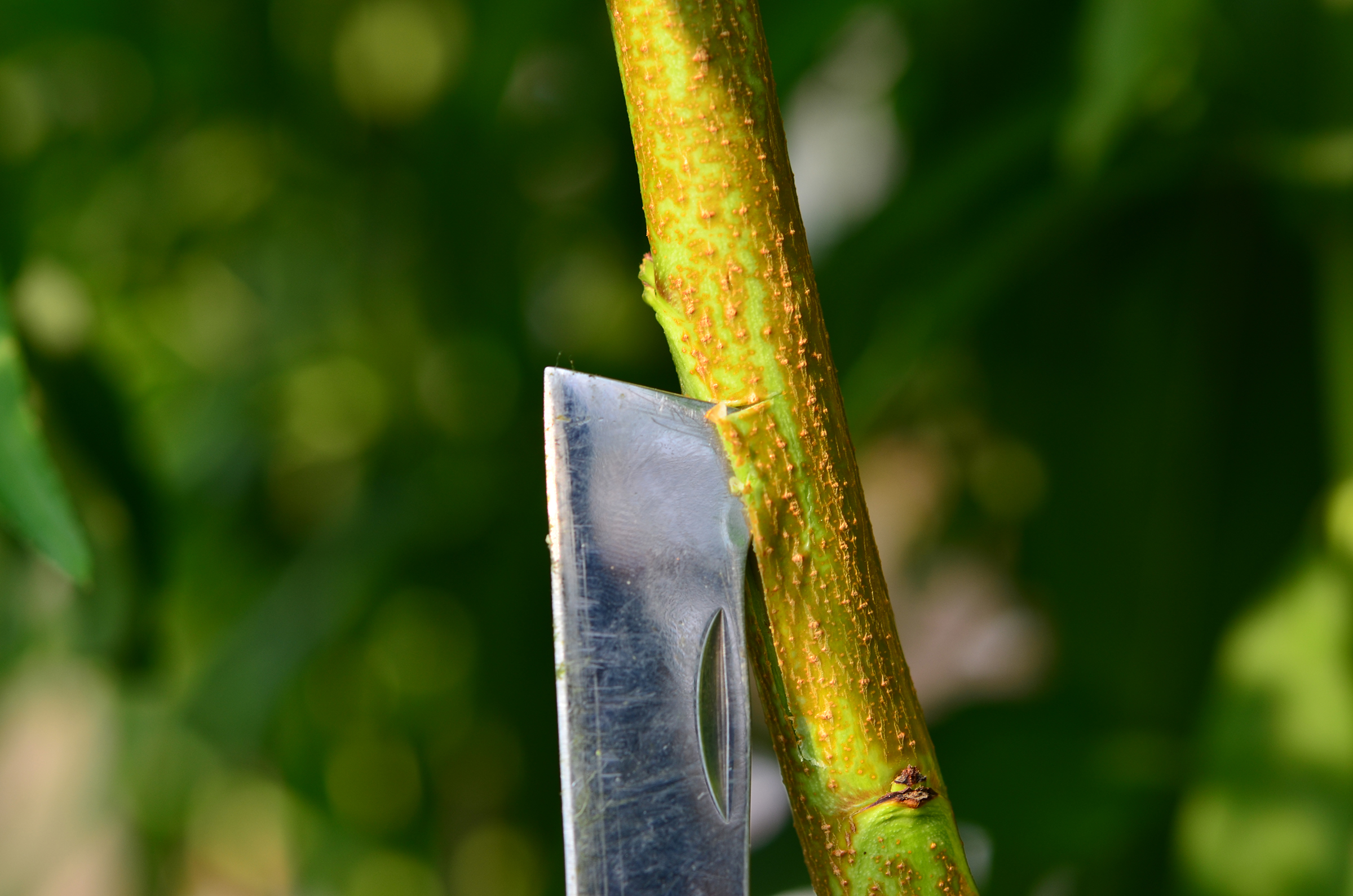 Altoirea de august a pomilor, în imagini pas cu pas | Paradis Verde