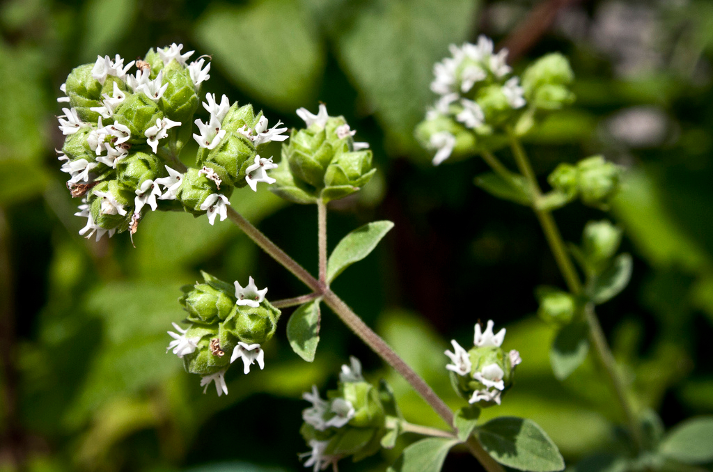 Măghiranul, planta aromatică care tratează durerile de cap persistente ...